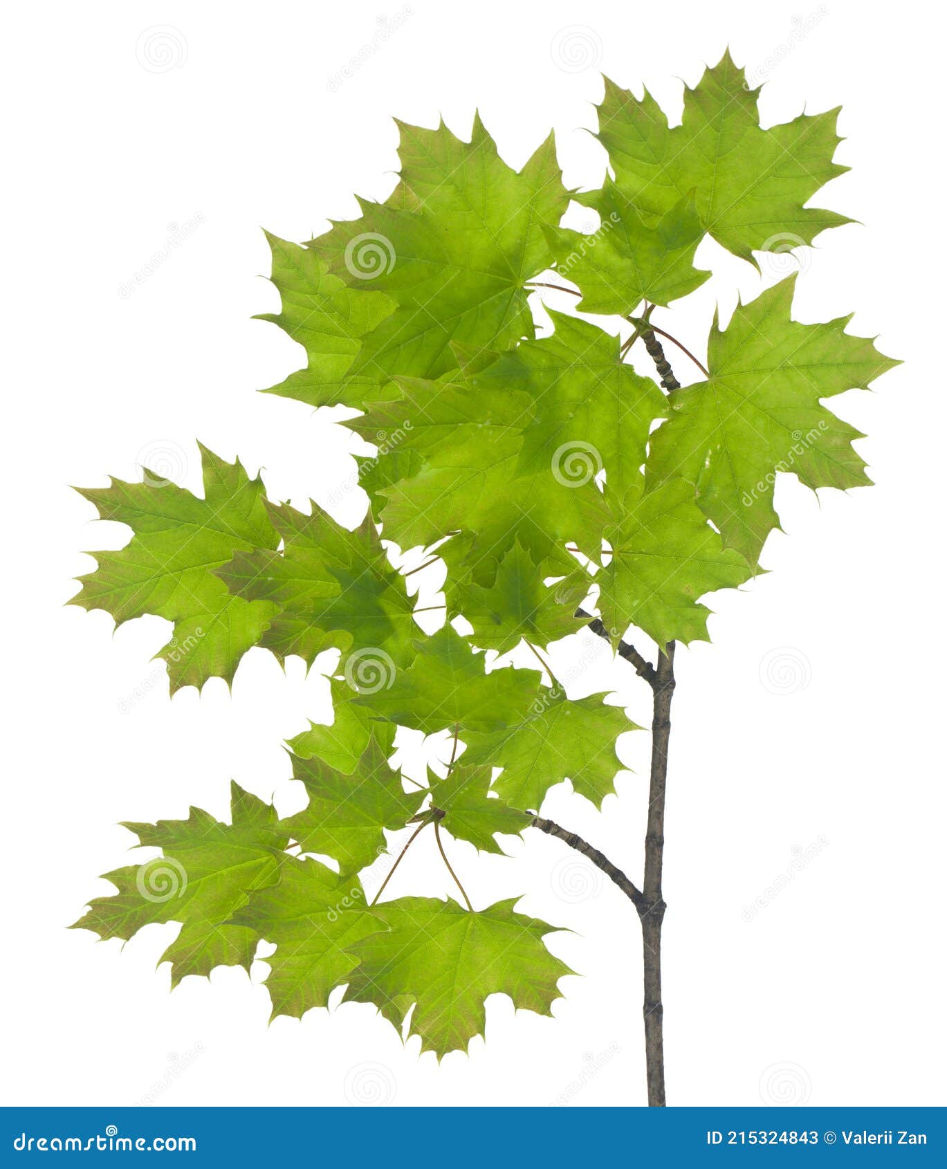Green Maple Leaves Isolated on a White Background Close-up Stock Image ...