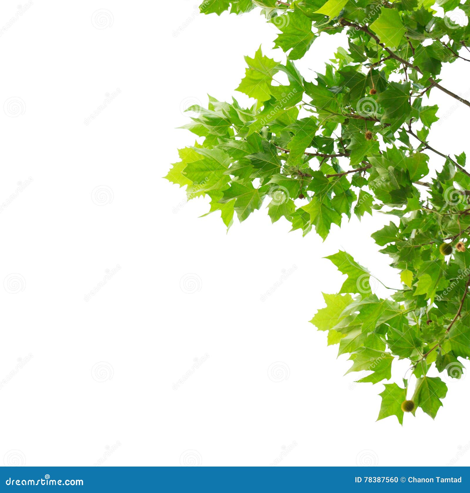 Green Maple Leaves Isolated on White Background. Stock Photo - Image of ...