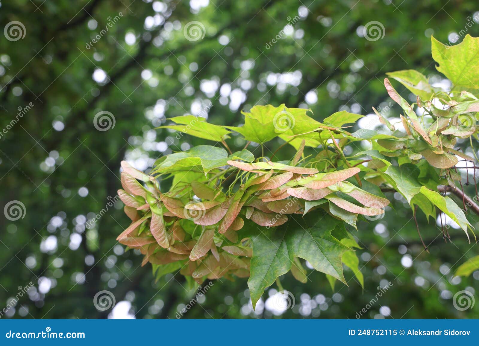 Green Maple Leaves and Seeds after the Rain, Green Plant Background ...