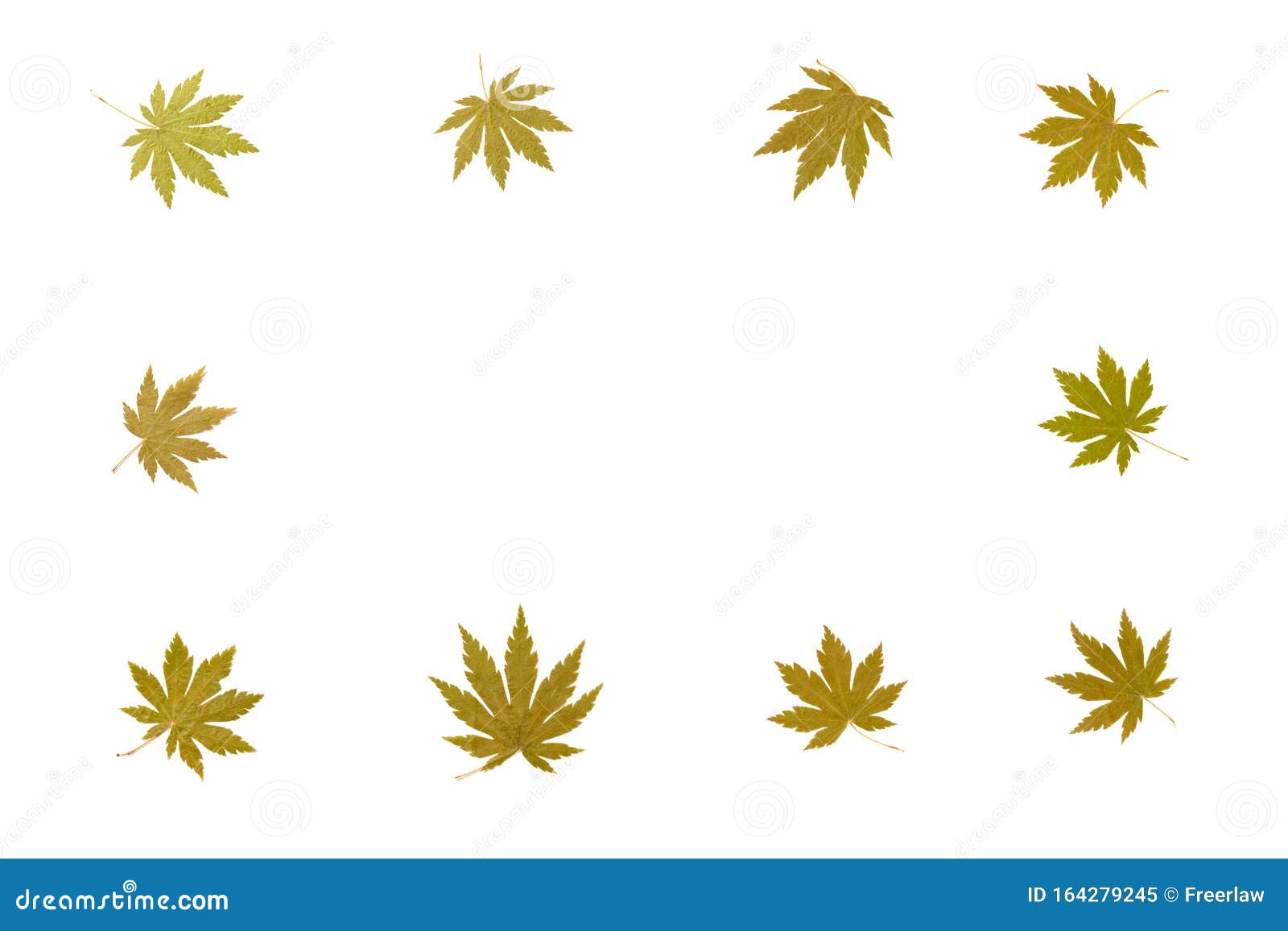 Green Maple Leaves Shaped As a Frame on a White Background Stock Image ...