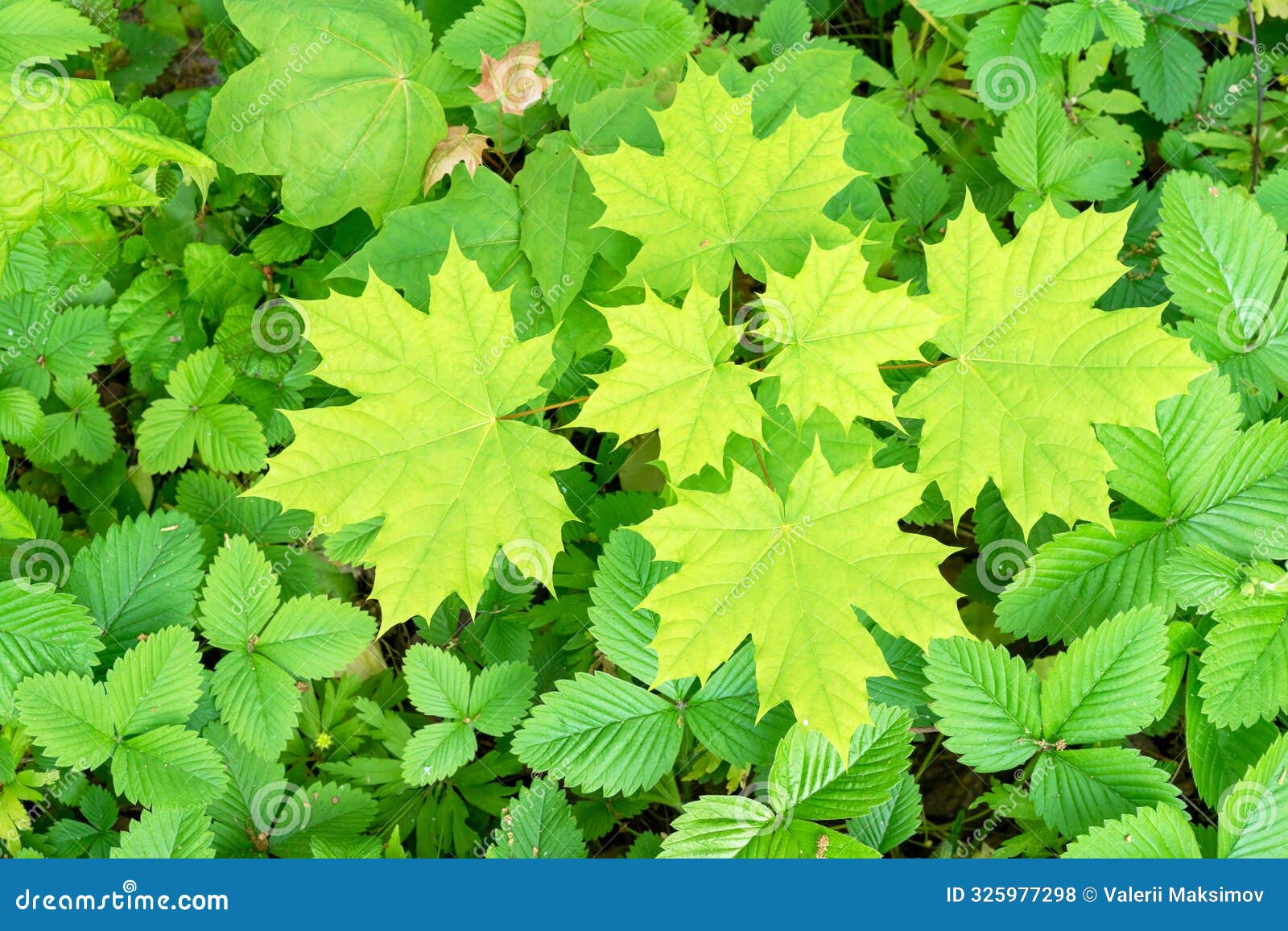 Green Maple Leaves. Spring Foliage on Tree Branches. Stock Photo ...