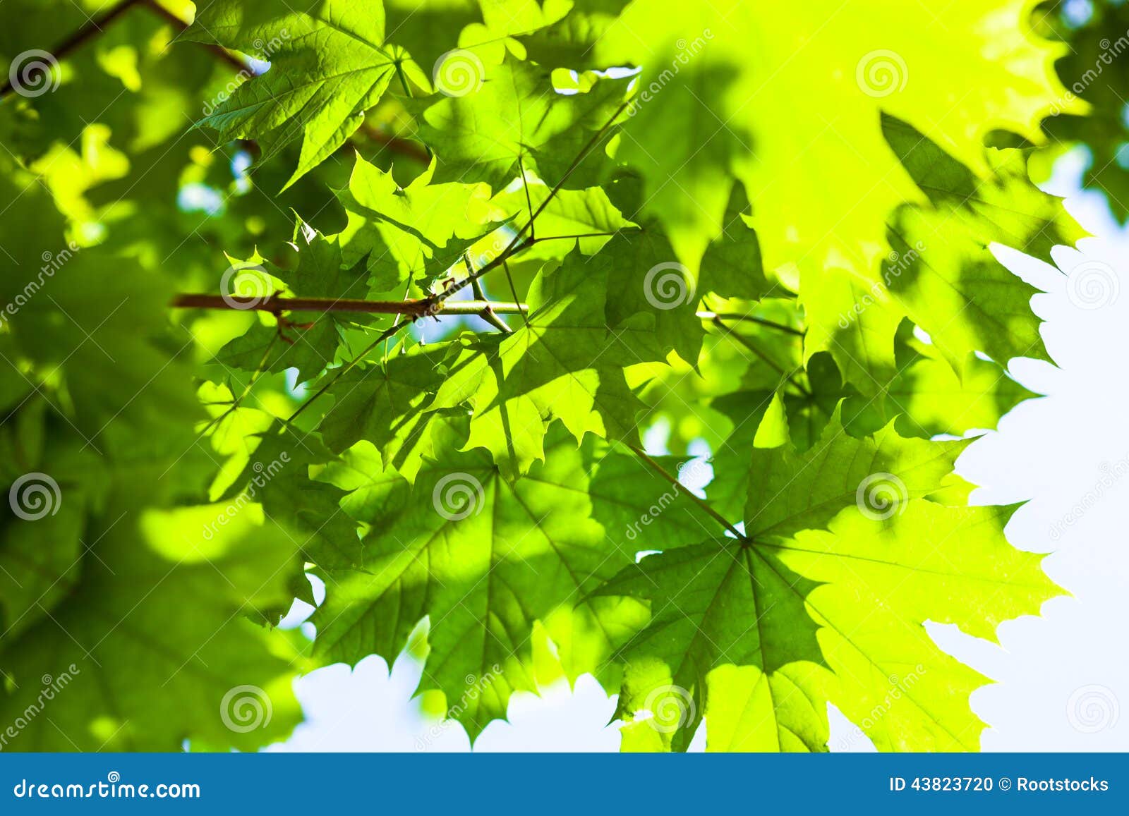 Green Maple Leaves in the Sunshine Stock Photo - Image of outdoors ...
