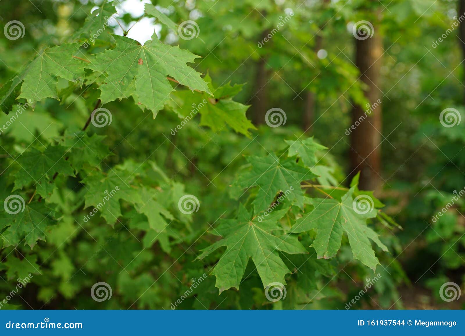 Green Maple Leaves on the Tree Branch in Summer Forest Stock Photo ...