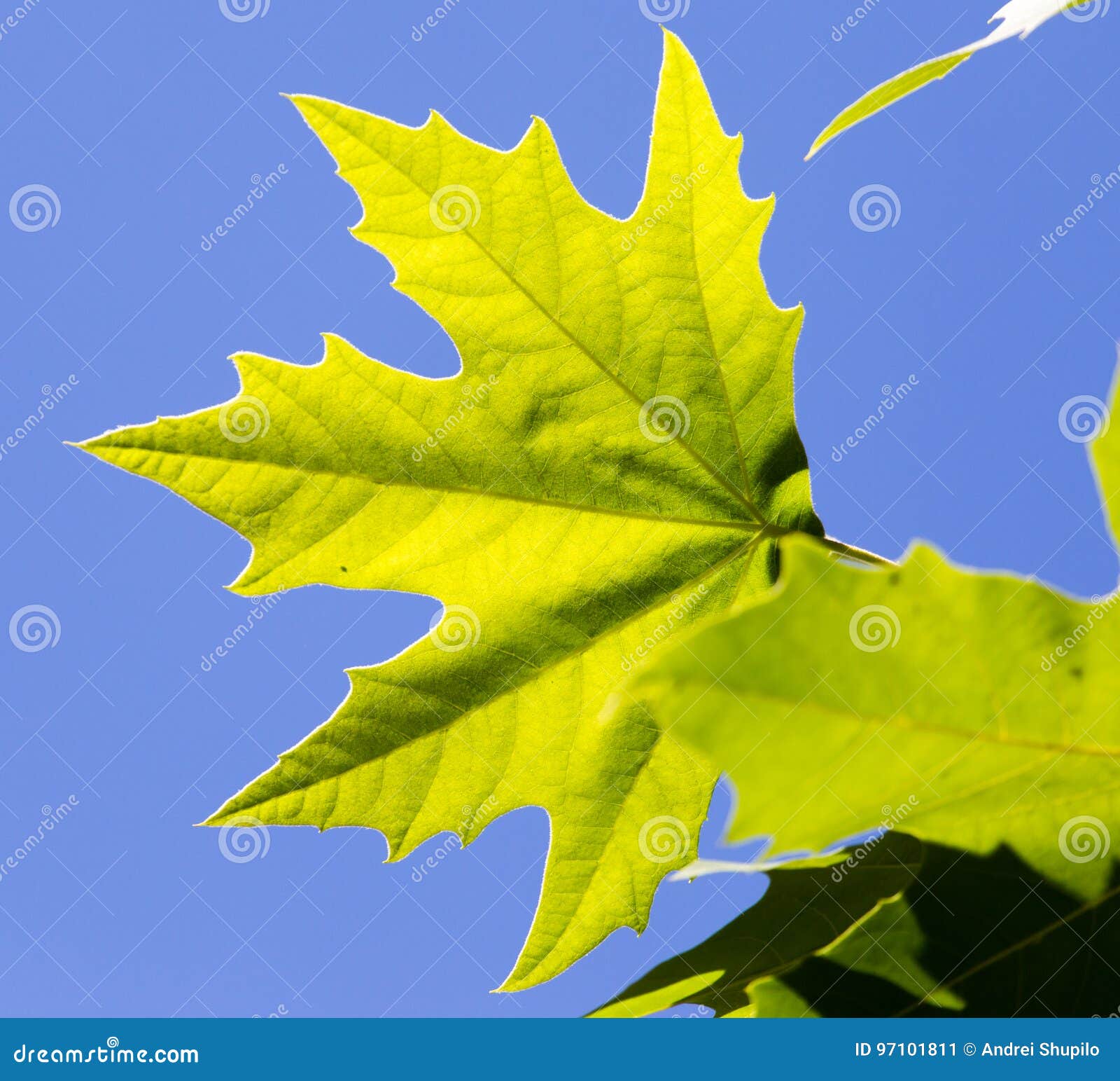 Green Maple Leaves on a Tree in the Nature Stock Image - Image of ...