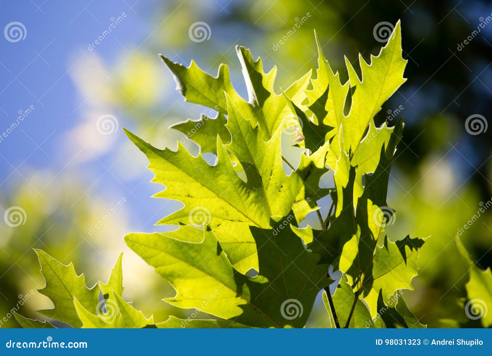 Green Maple Leaves on a Tree in the Nature Stock Image - Image of plant ...