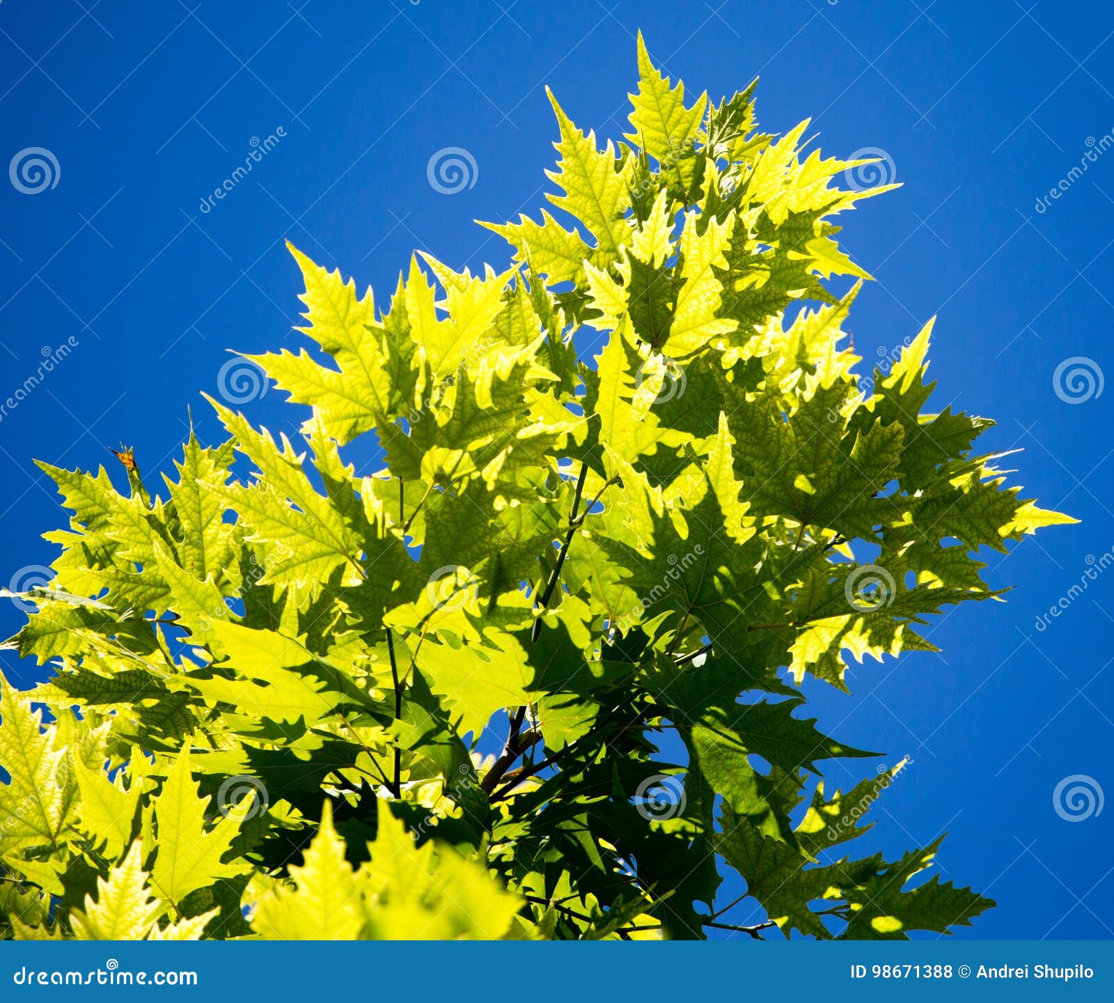 Green Maple Leaves on a Tree in the Nature Stock Photo - Image of ...