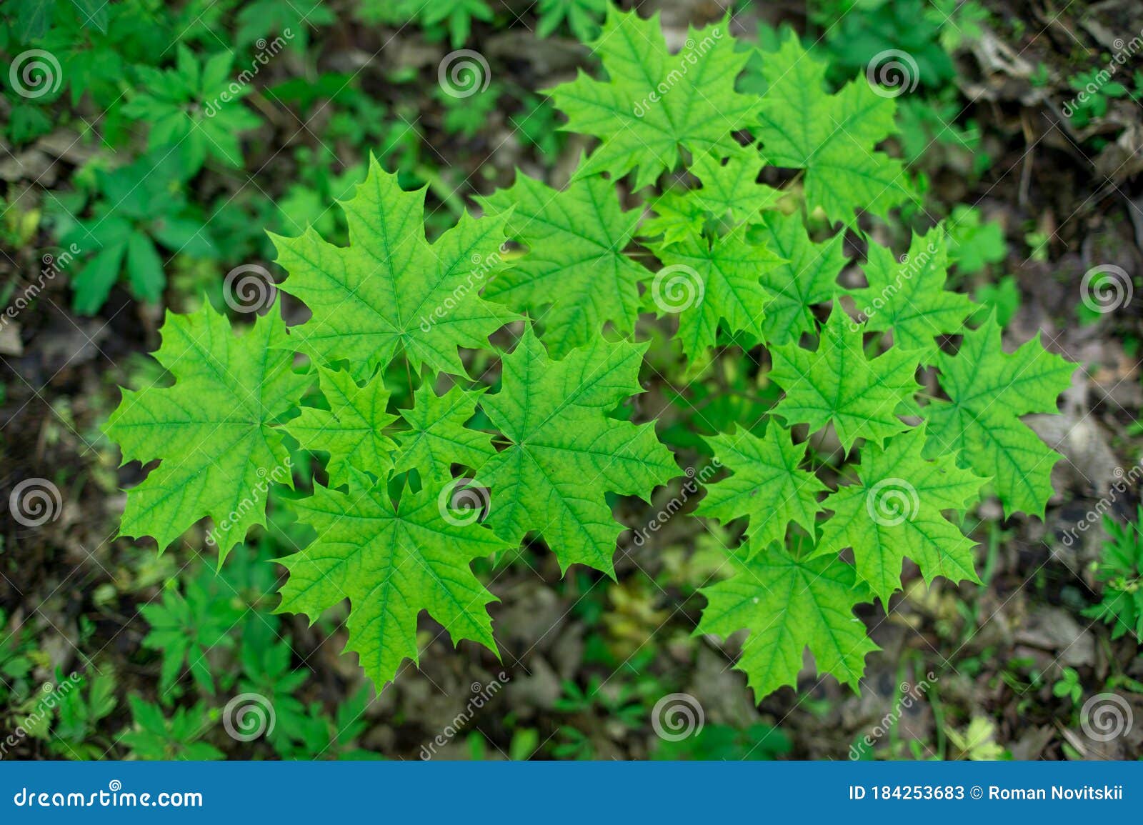 Green Maple Leaves on a Young Tree Against the Background of the Forest ...
