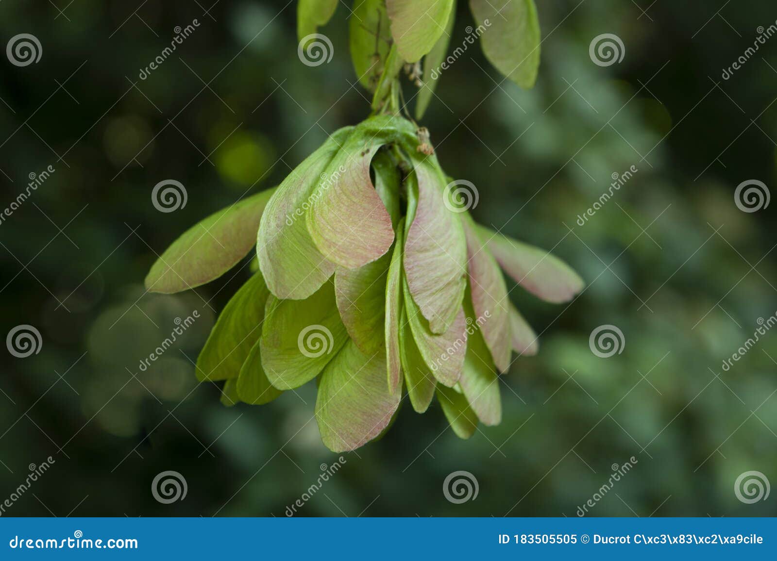 Green Maple Seed stock image. Image of leaves, fresh - 183505505