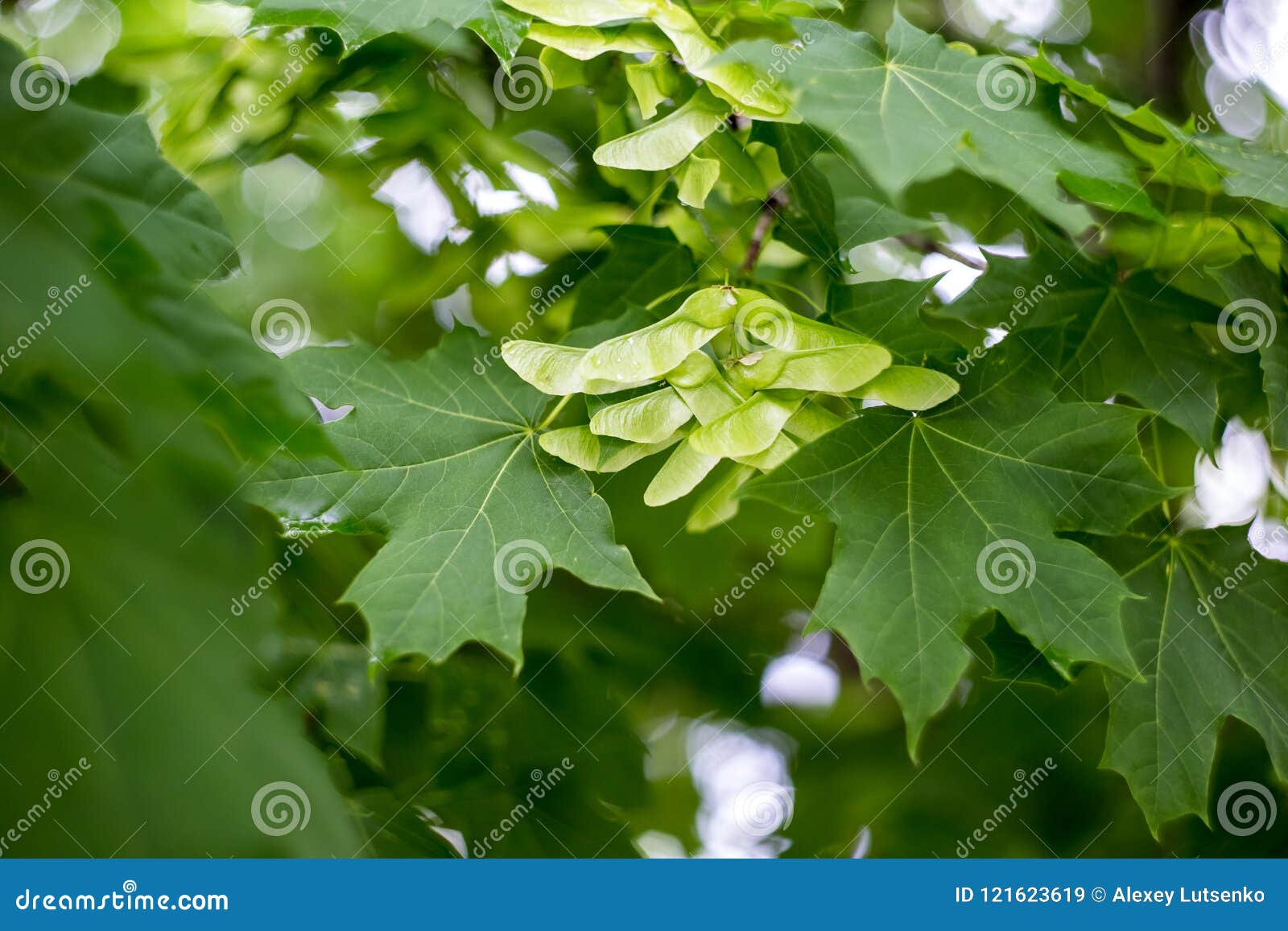 Green Maple Seeds on the Tree Stock Image - Image of nature, park ...