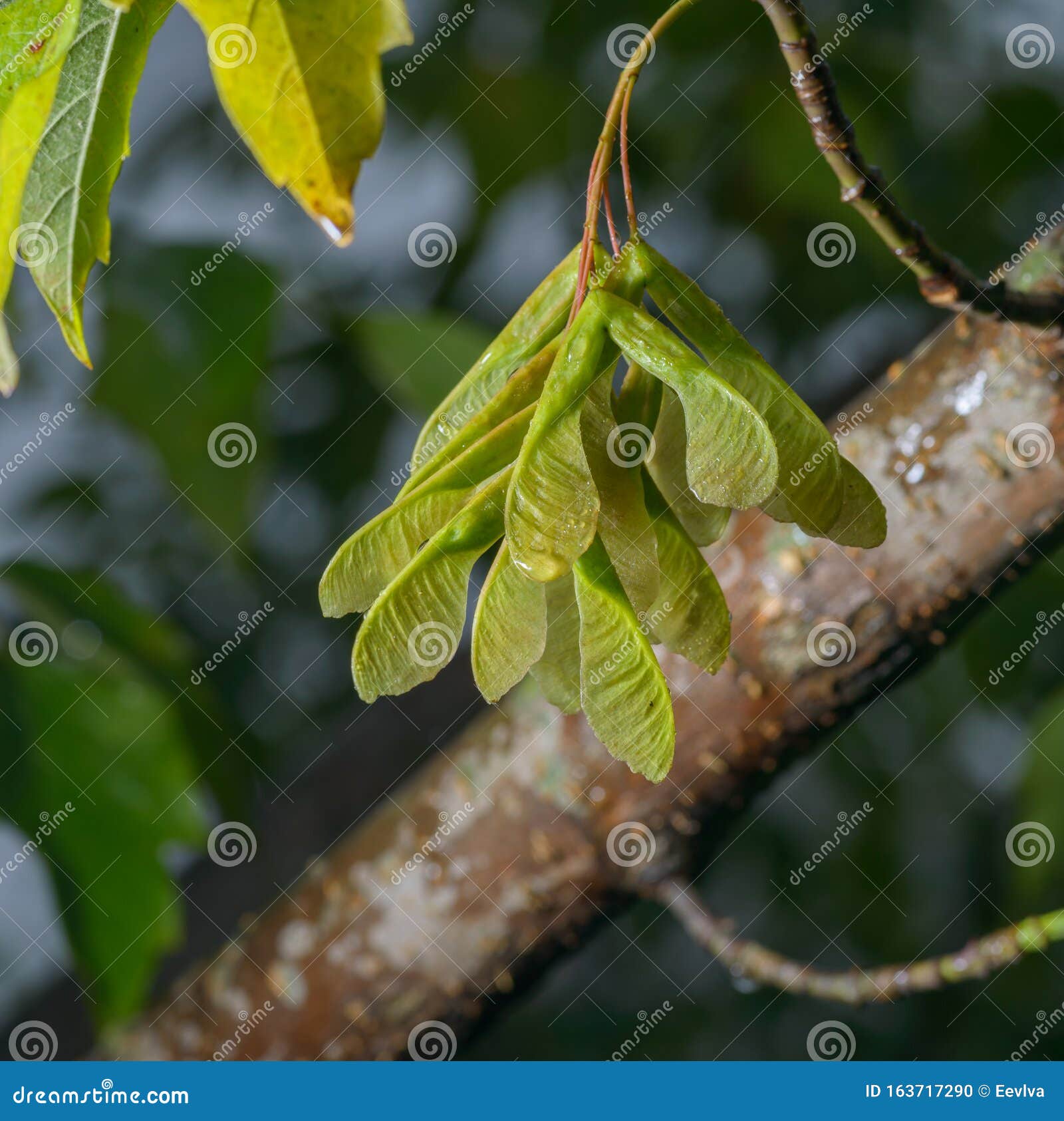Green maple seeds. stock photo. Image of botanical, forest - 163717290
