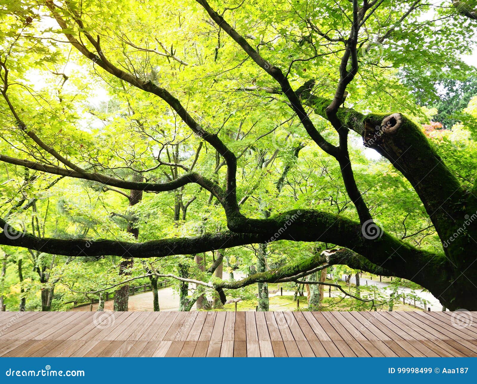 Green maple tree branch stock image. Image of canopy - 99998499