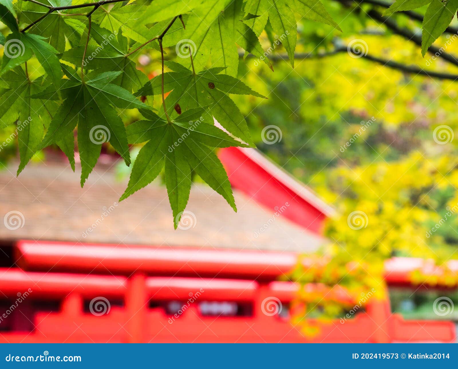 Maple Tree Branch with Japanese Shinto Shrine on the Background Stock ...