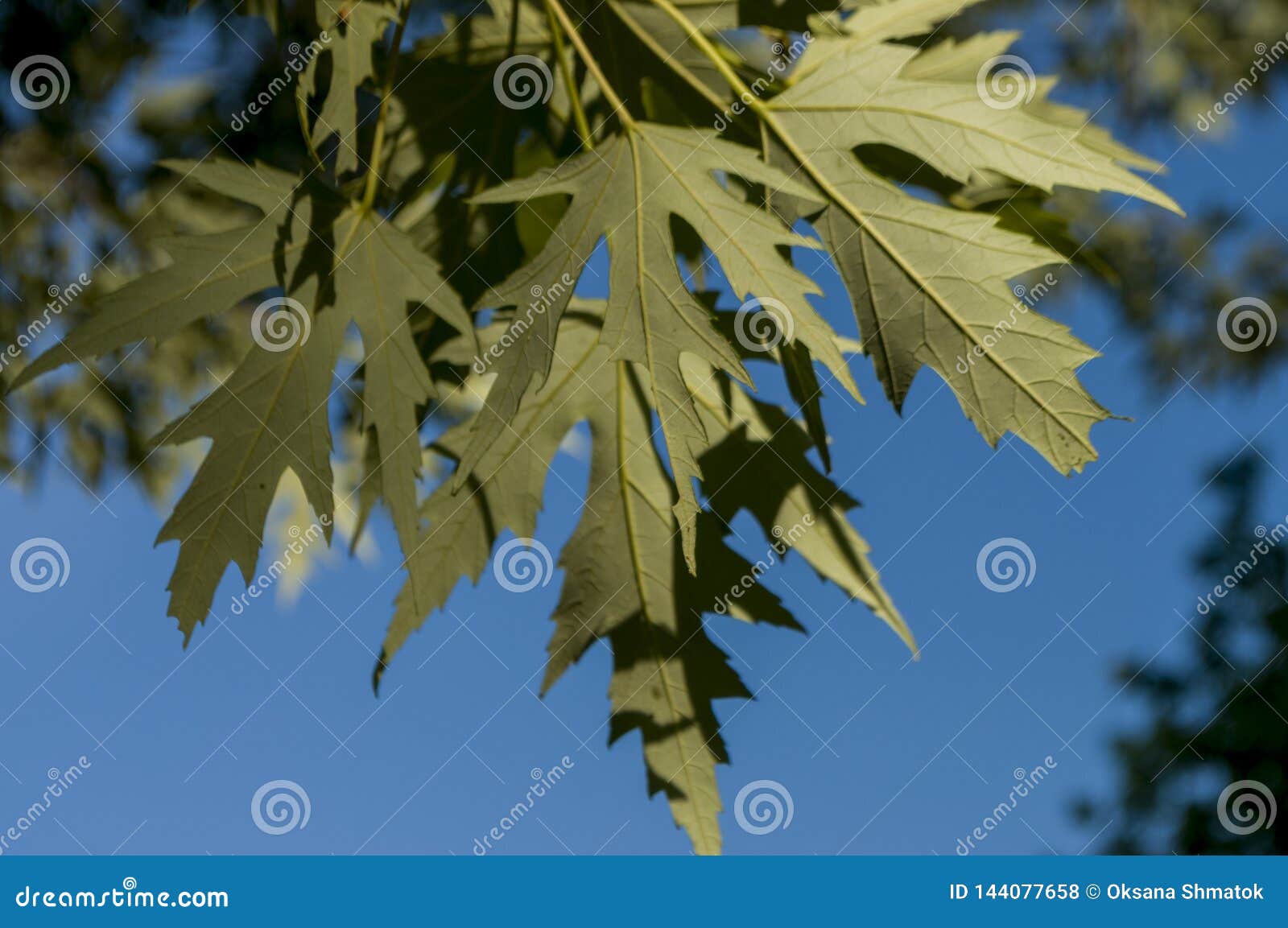 Green Maple Tree Branch in Summer Yard Stock Photo - Image of growth ...