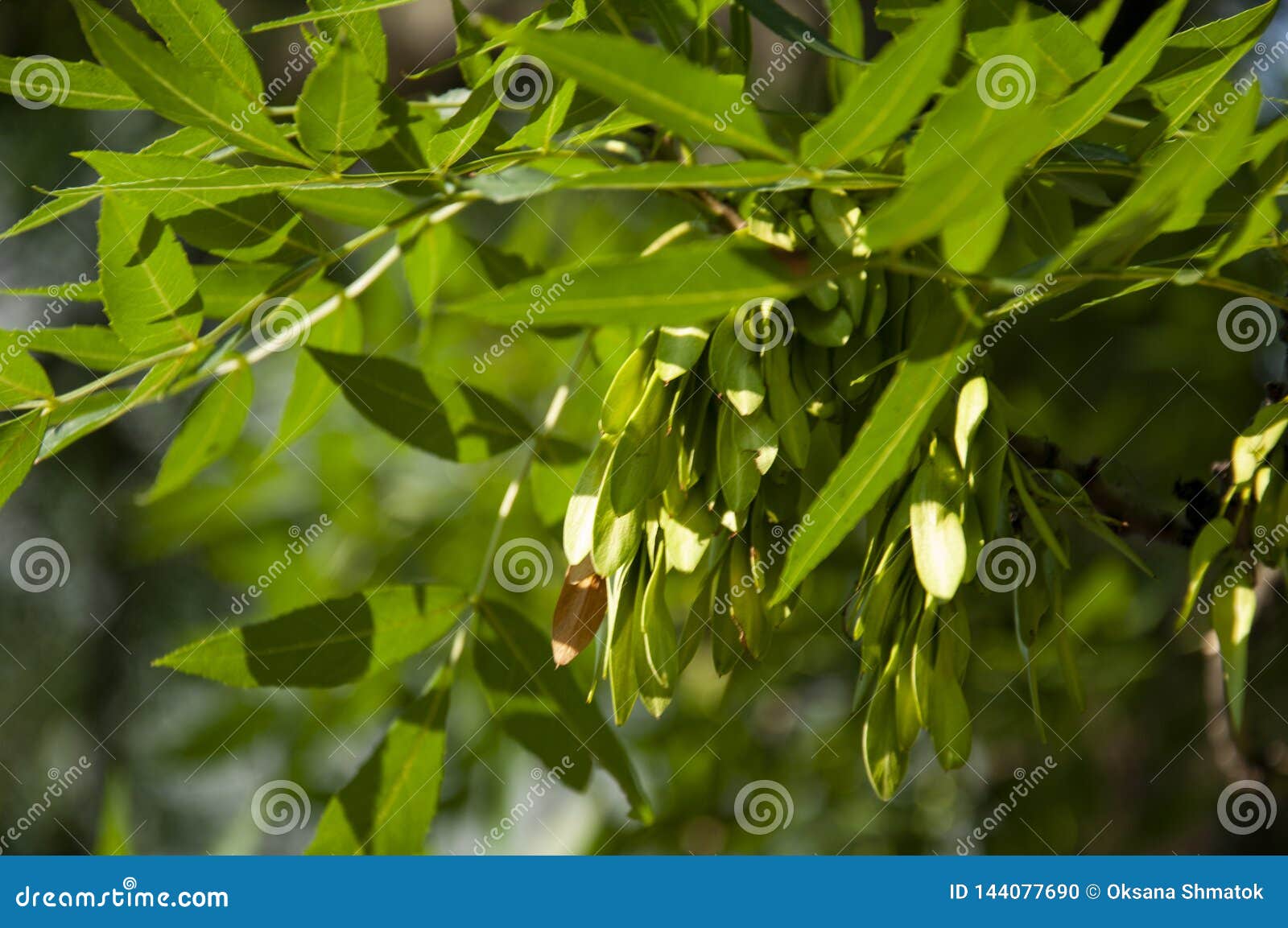 Green Maple Tree Branch in Summer Yard Stock Photo - Image of wood ...