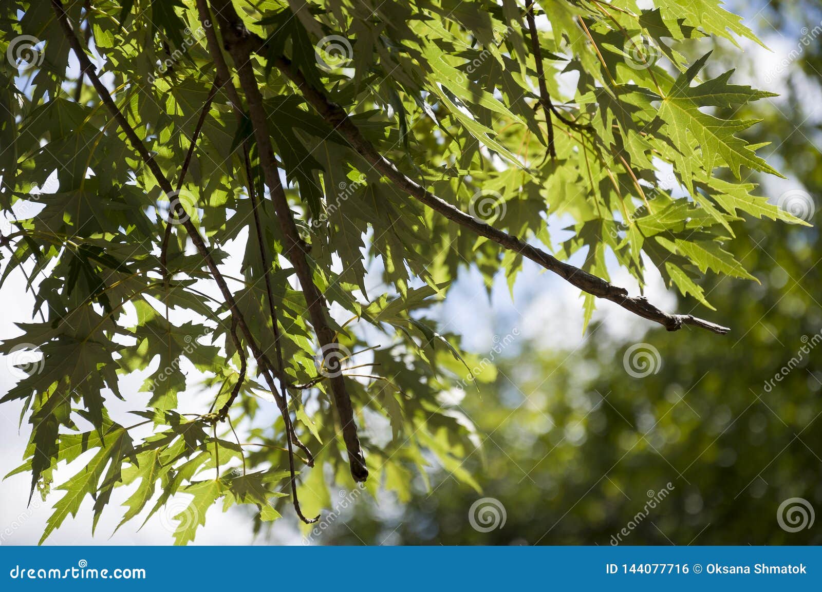 Green Maple Tree Branch in Summer Yard Stock Photo - Image of meadow ...
