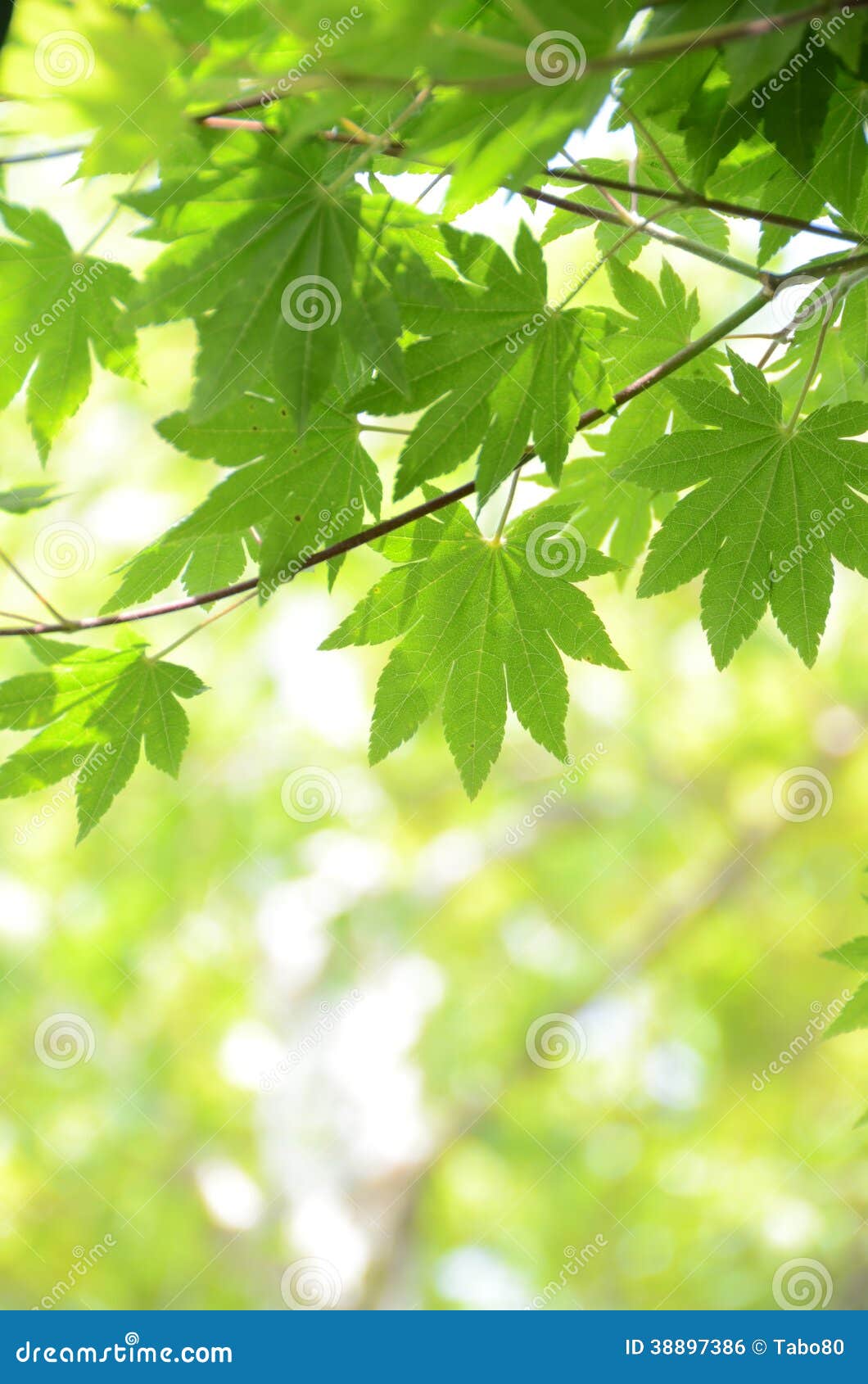 Green maple tree stock photo. Image of summer, nature - 38897386