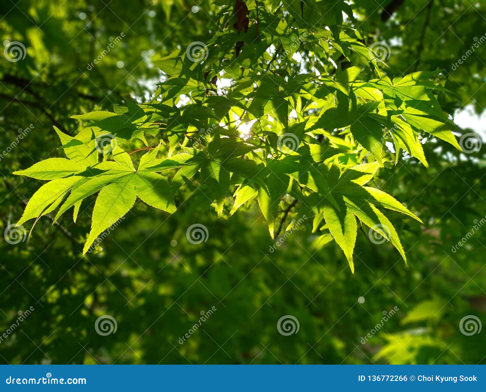 Green Maple Tree Stock Photos - Download 100,613 Royalty Free Photos