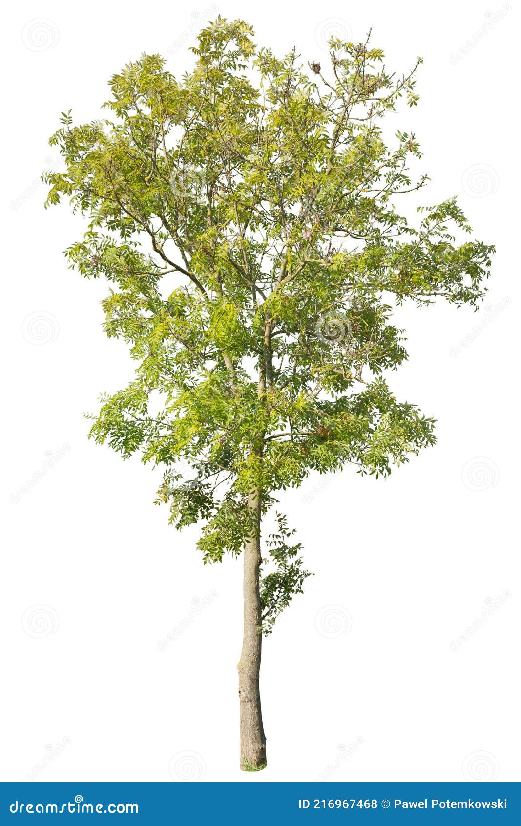 Green Maple Tree Isolated on White Background Stock Photo - Image of ...