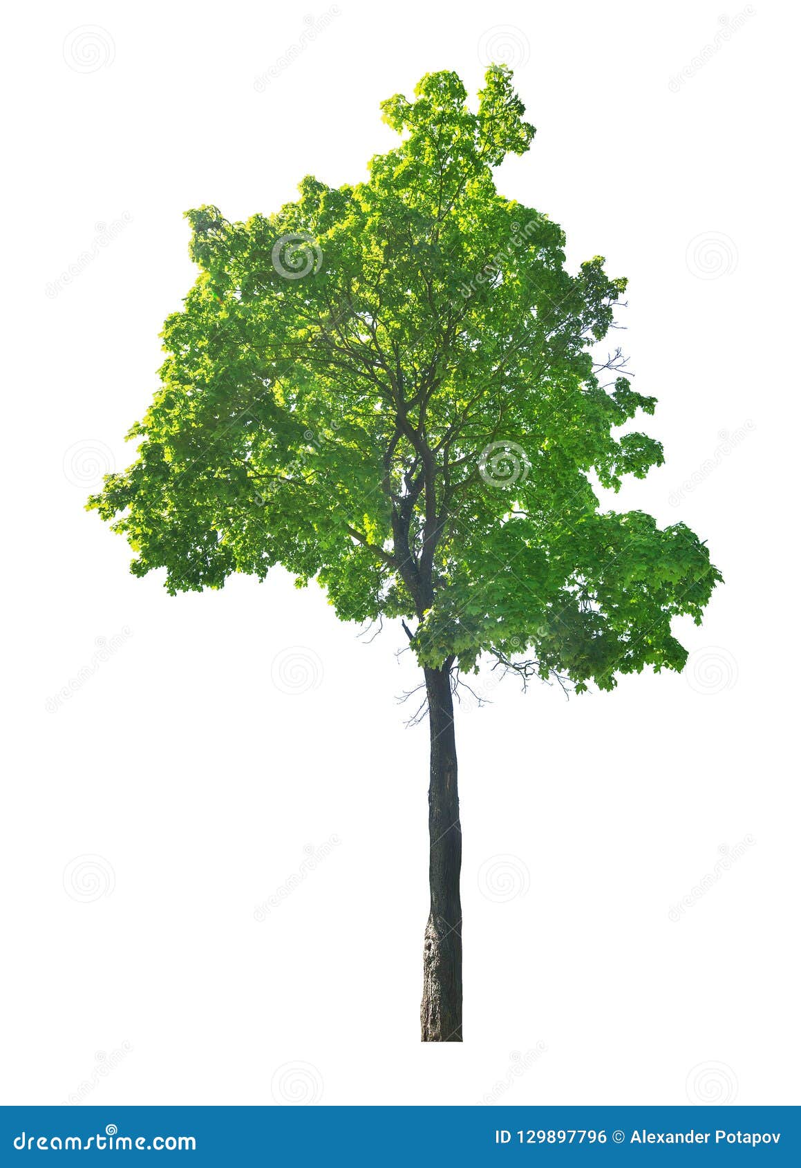 Dark green maple one tree stock photo. Image of maple - 129897796