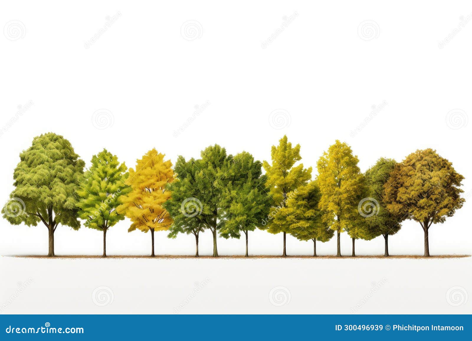 Green Maple Tree Isolated on White Background for Landscape and ...