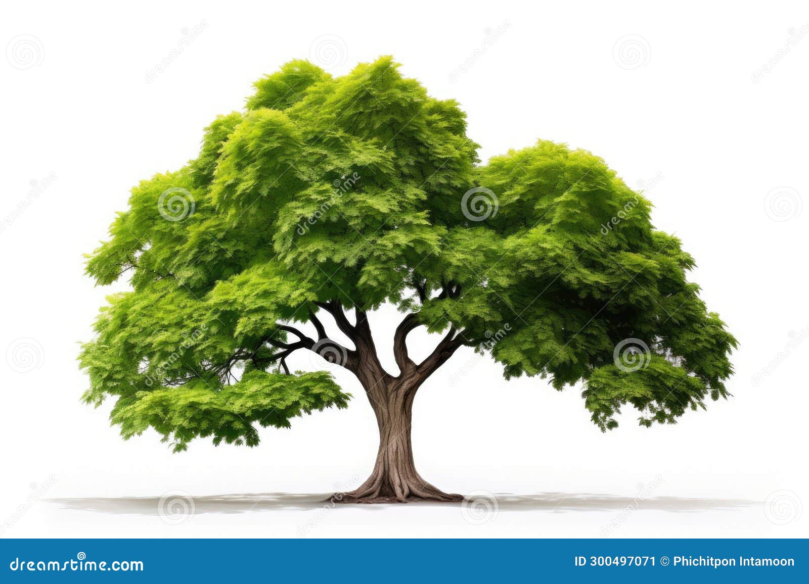 Green Maple Tree Isolated on White Background for Landscape and ...