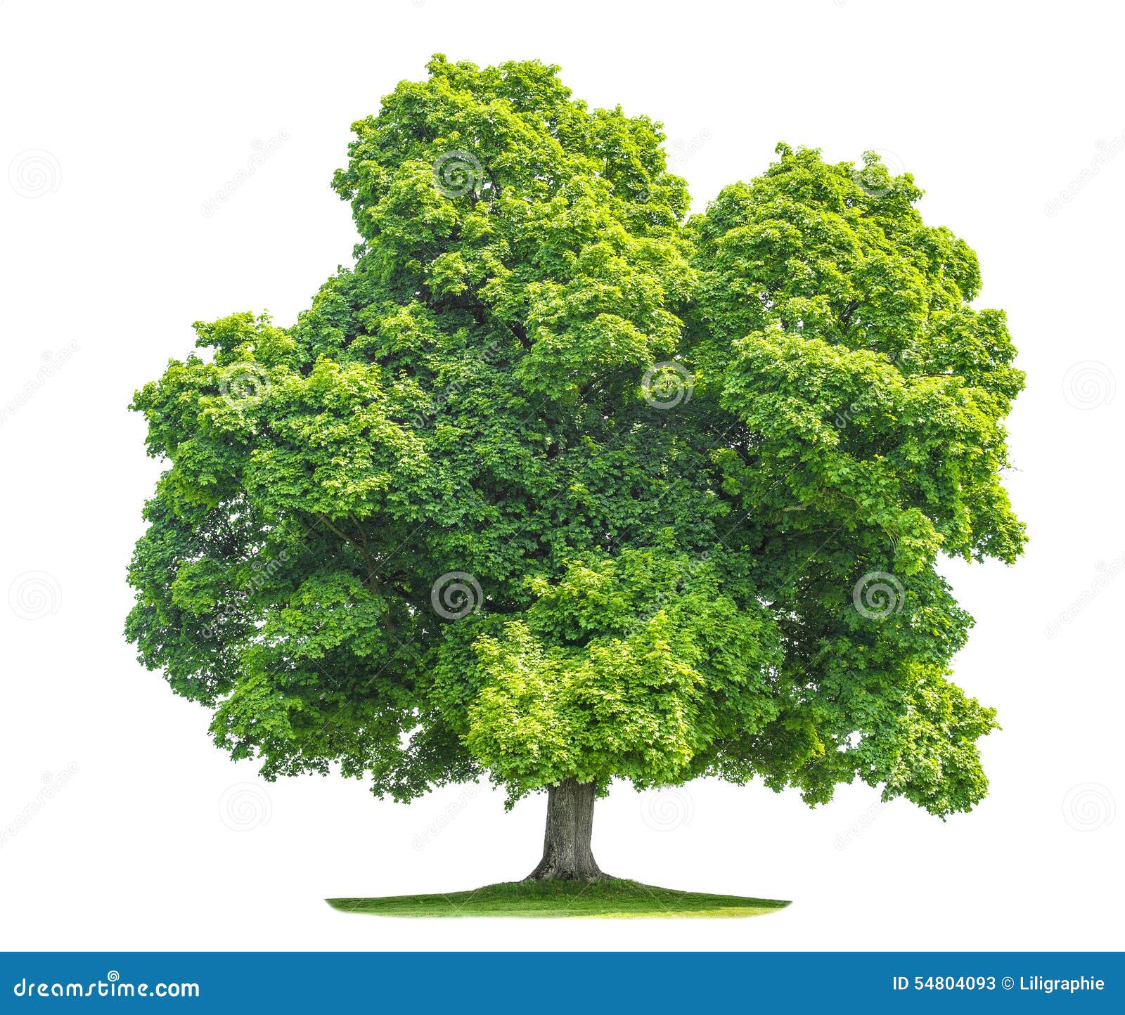 Green Maple Tree Isolated On White Background Stock Photo - Image: 54804093