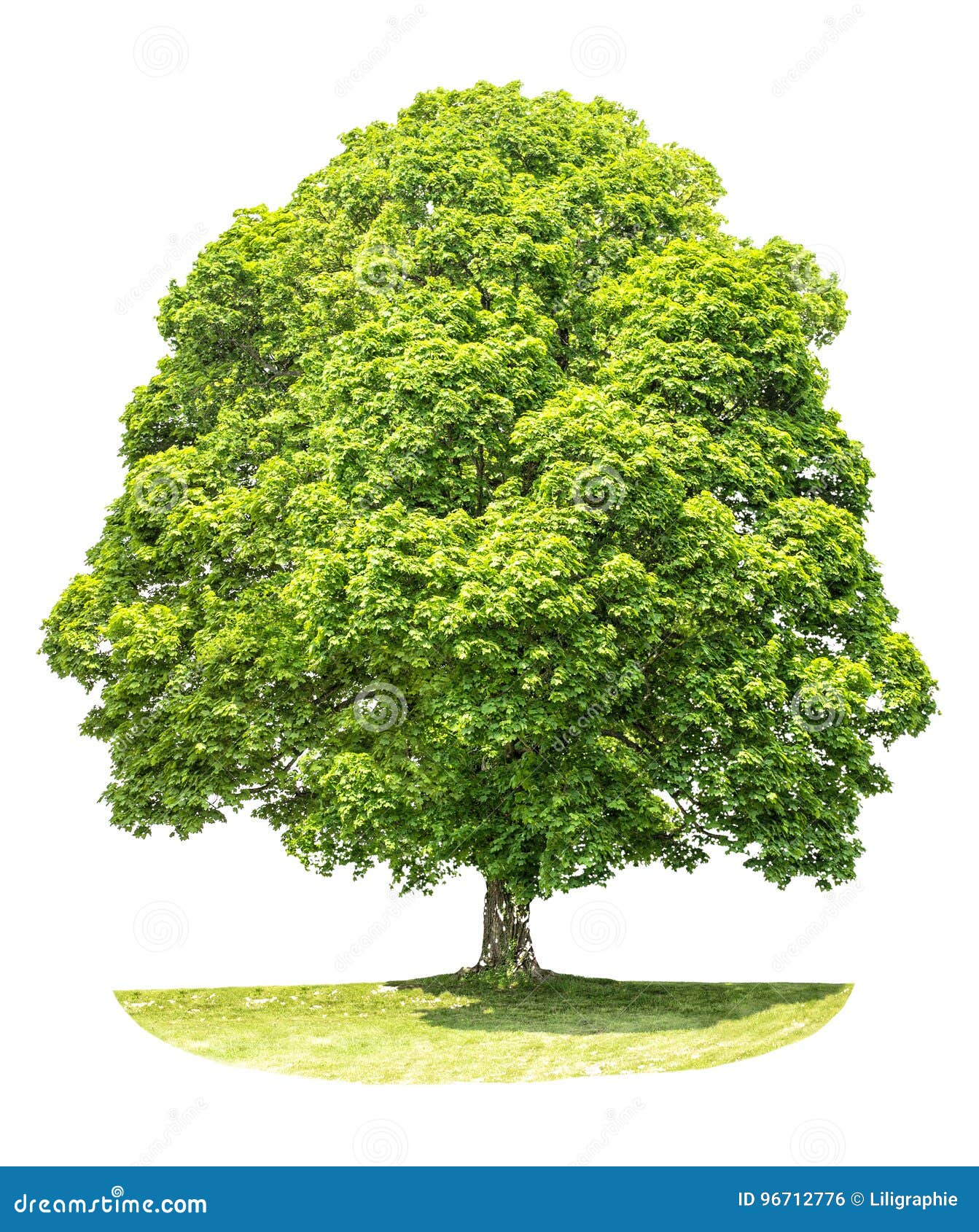 Green Maple Tree Isolated White Background Stock Photo - Image of trunk ...