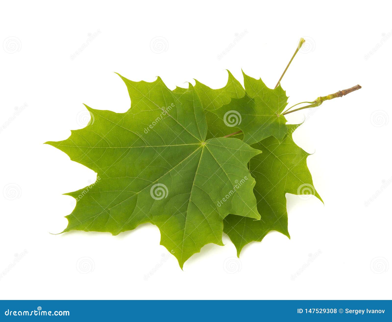 Green Maple Tree Leaf with Pointed Tips on Ends on White Background ...