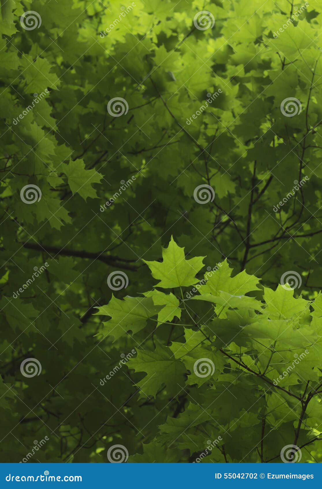 Green Maple Tree Leaves stock photo. Image of bright - 55042702