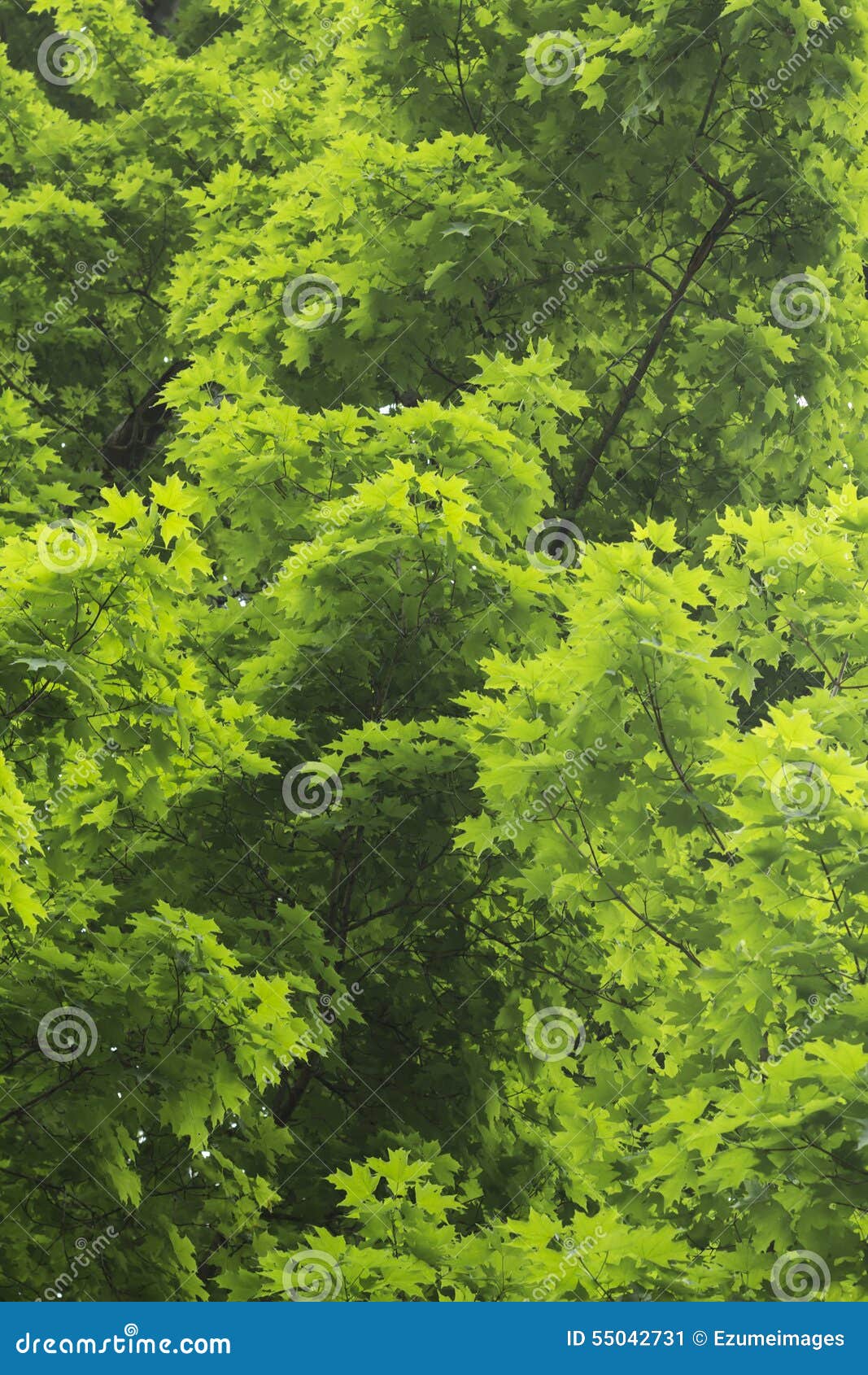 Green Maple Tree Leaves stock image. Image of outside - 55042731