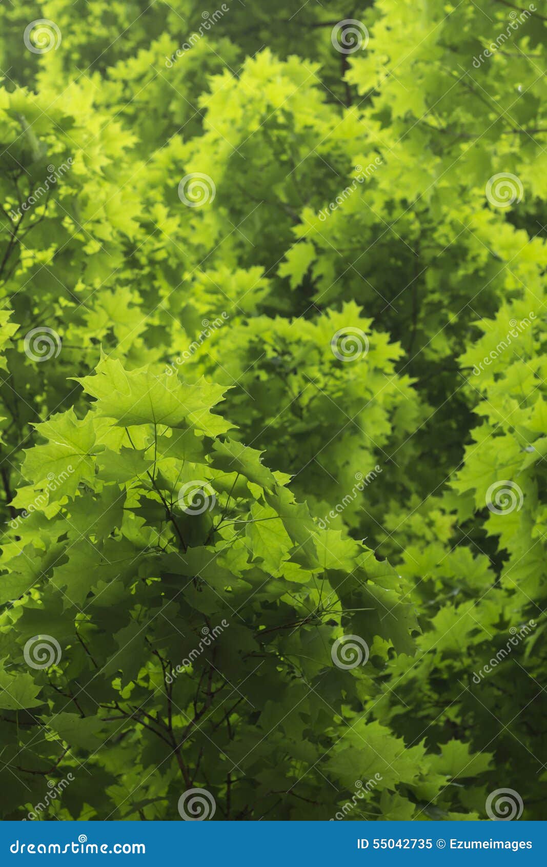 Green Maple Tree Leaves stock image. Image of pattern - 55042735