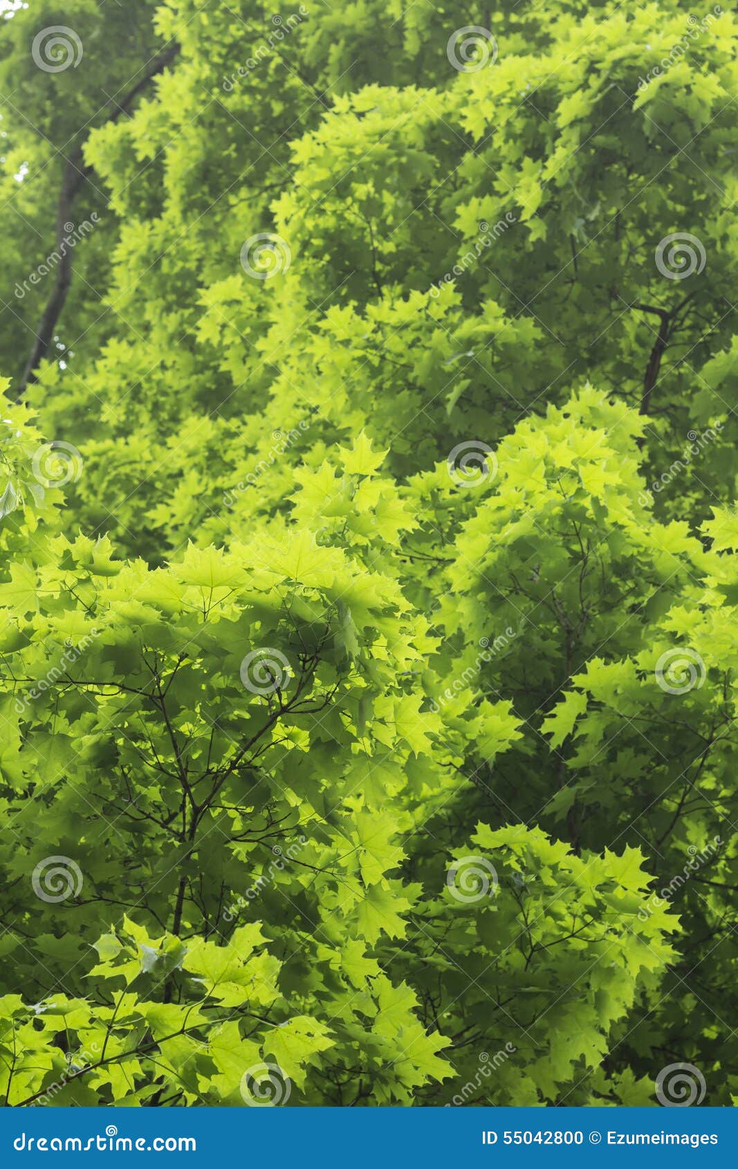 Green Maple Tree Leaves stock photo. Image of life, seasons - 55042800