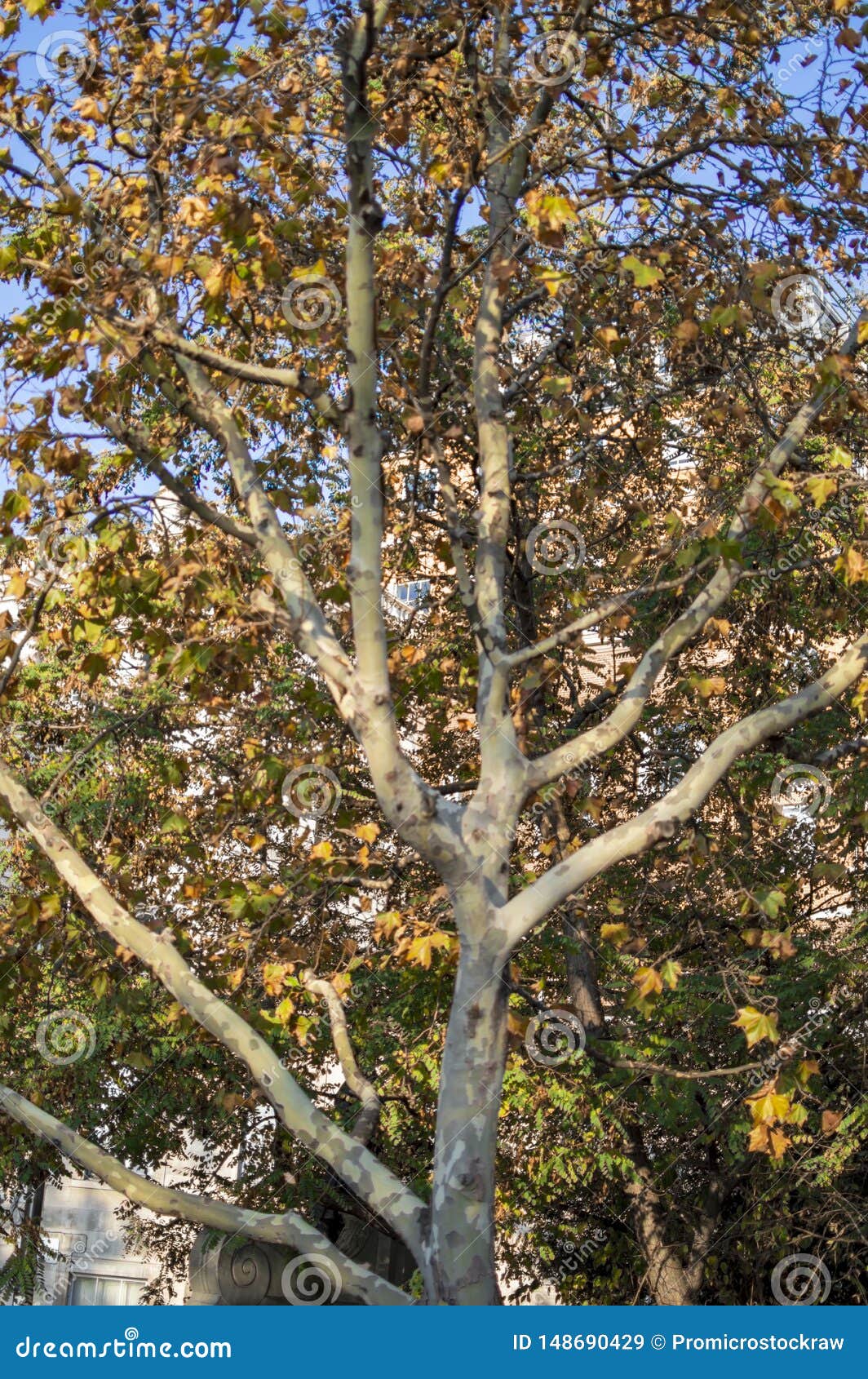 Green Maple Tree with Leaves Falling Stock Image - Image of europe ...