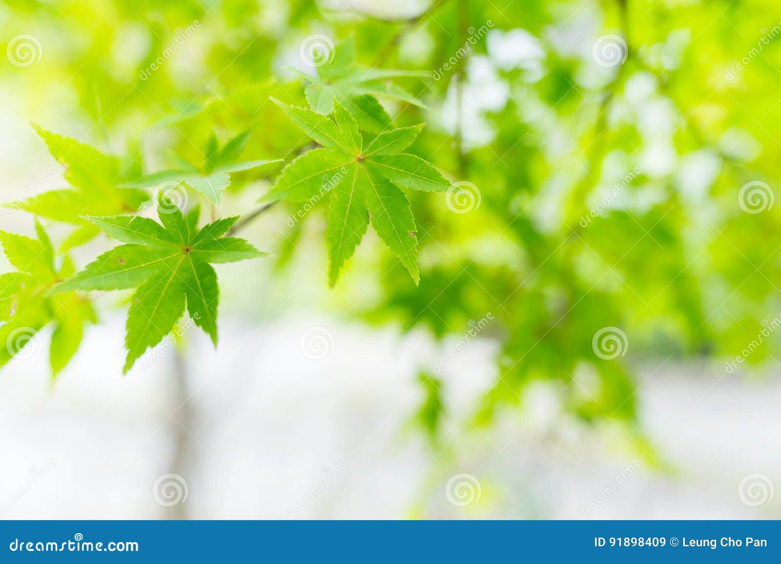 Green maple tree stock image. Image of bright, light - 91898409