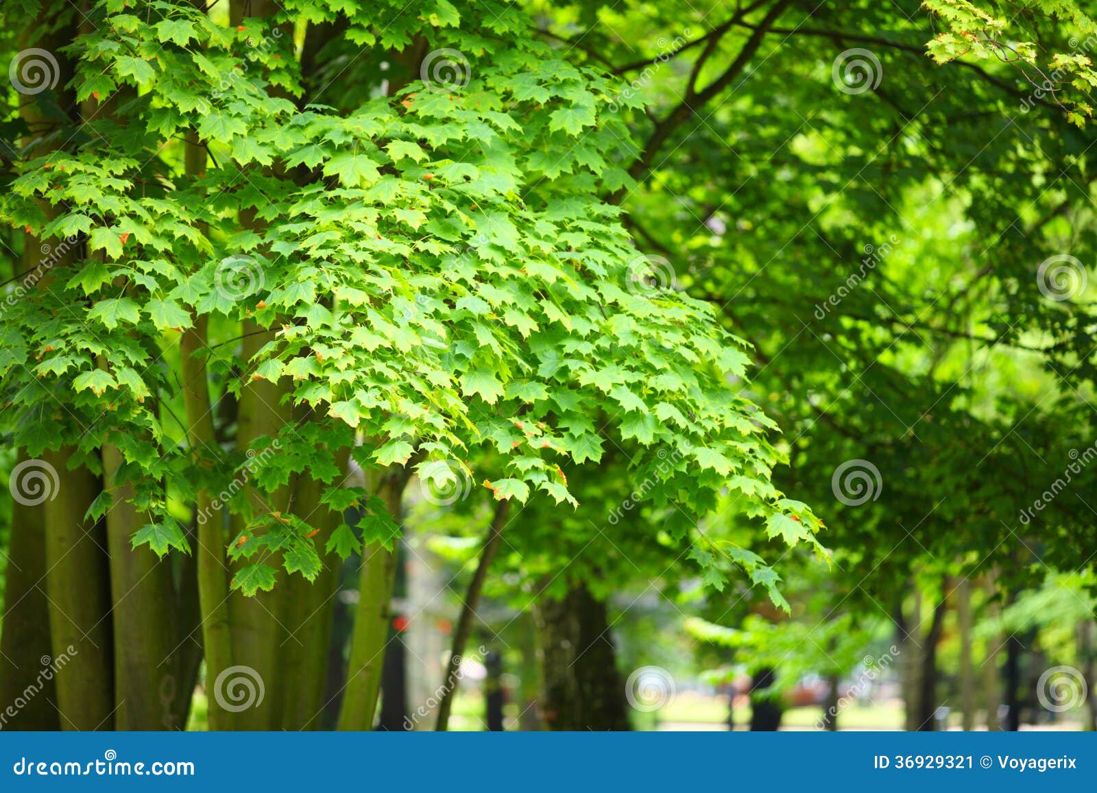 Green maple trees leaves stock image. Image of light - 36929321