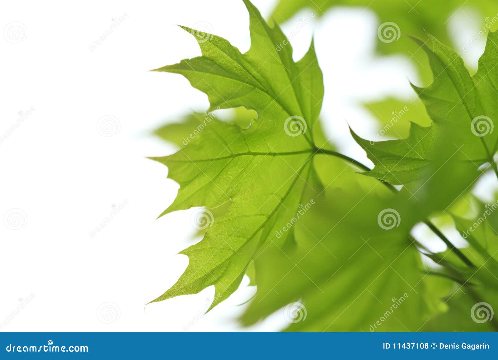 Green maples stock photo. Image of forest, bright, outdoors - 11437108