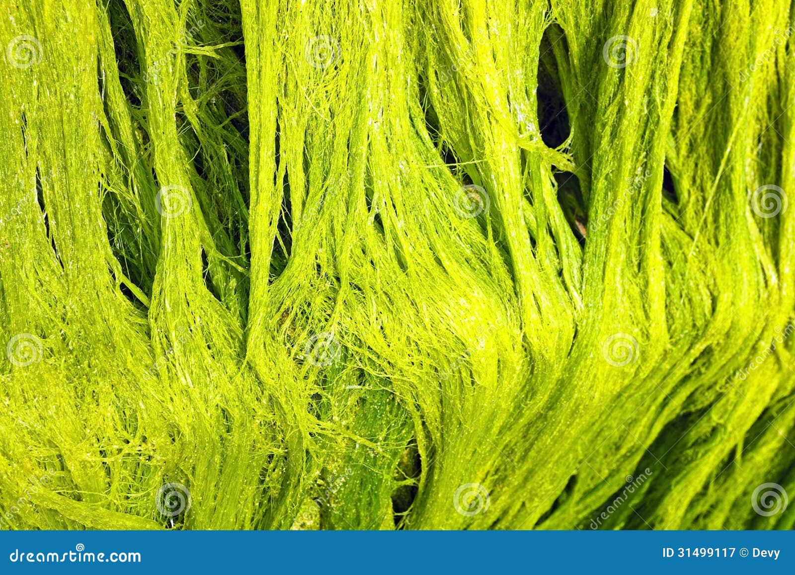 Green marine algae stock image. Image of arms, marine - 31499117