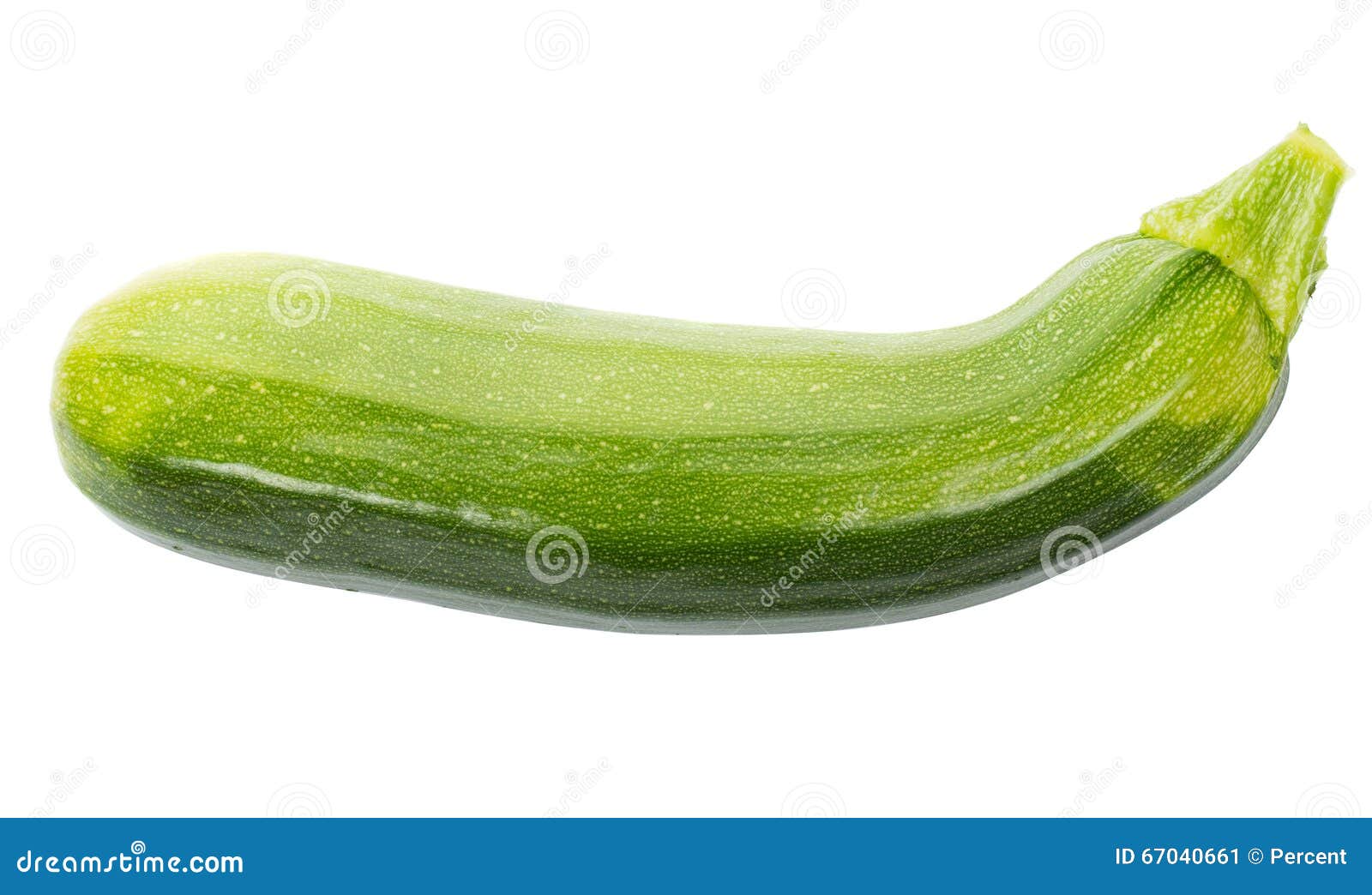 Green marrow stock image. Image of marrow, isolated, green - 67040661