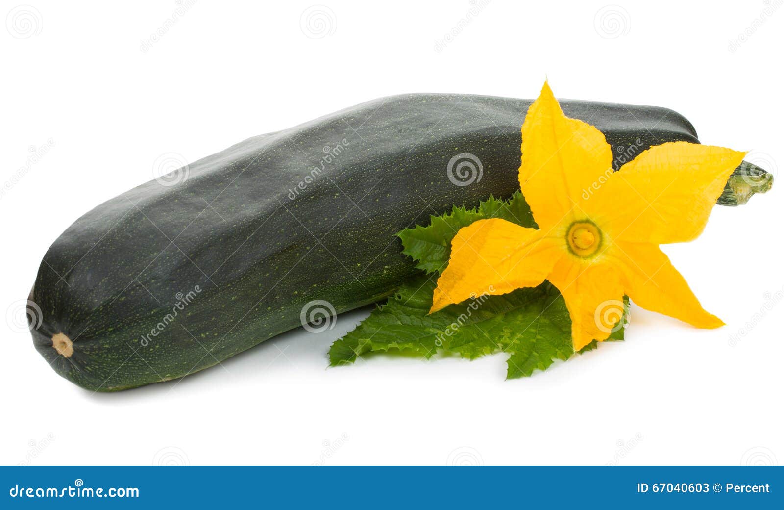 Green Marrow with Flower and Leaf Stock Image - Image of leaf, flower ...