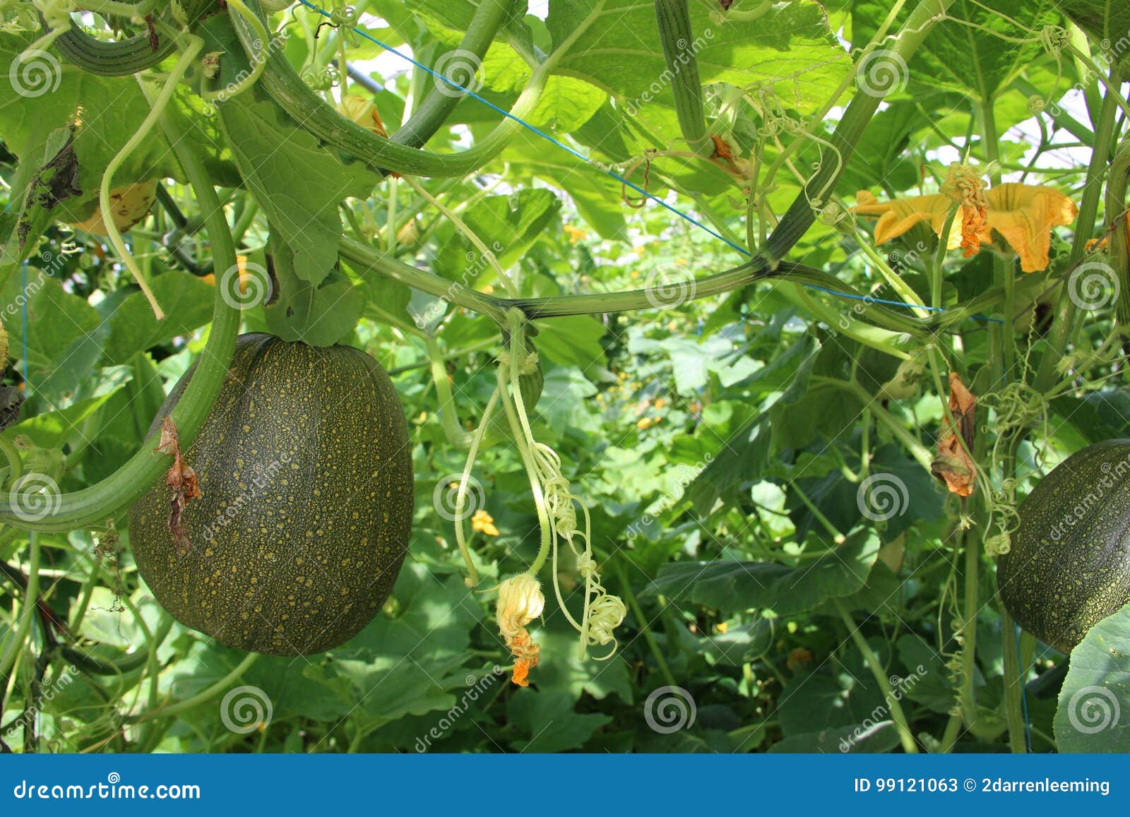 Green marrow stock image. Image of agri, transport, greenhouse - 99121063