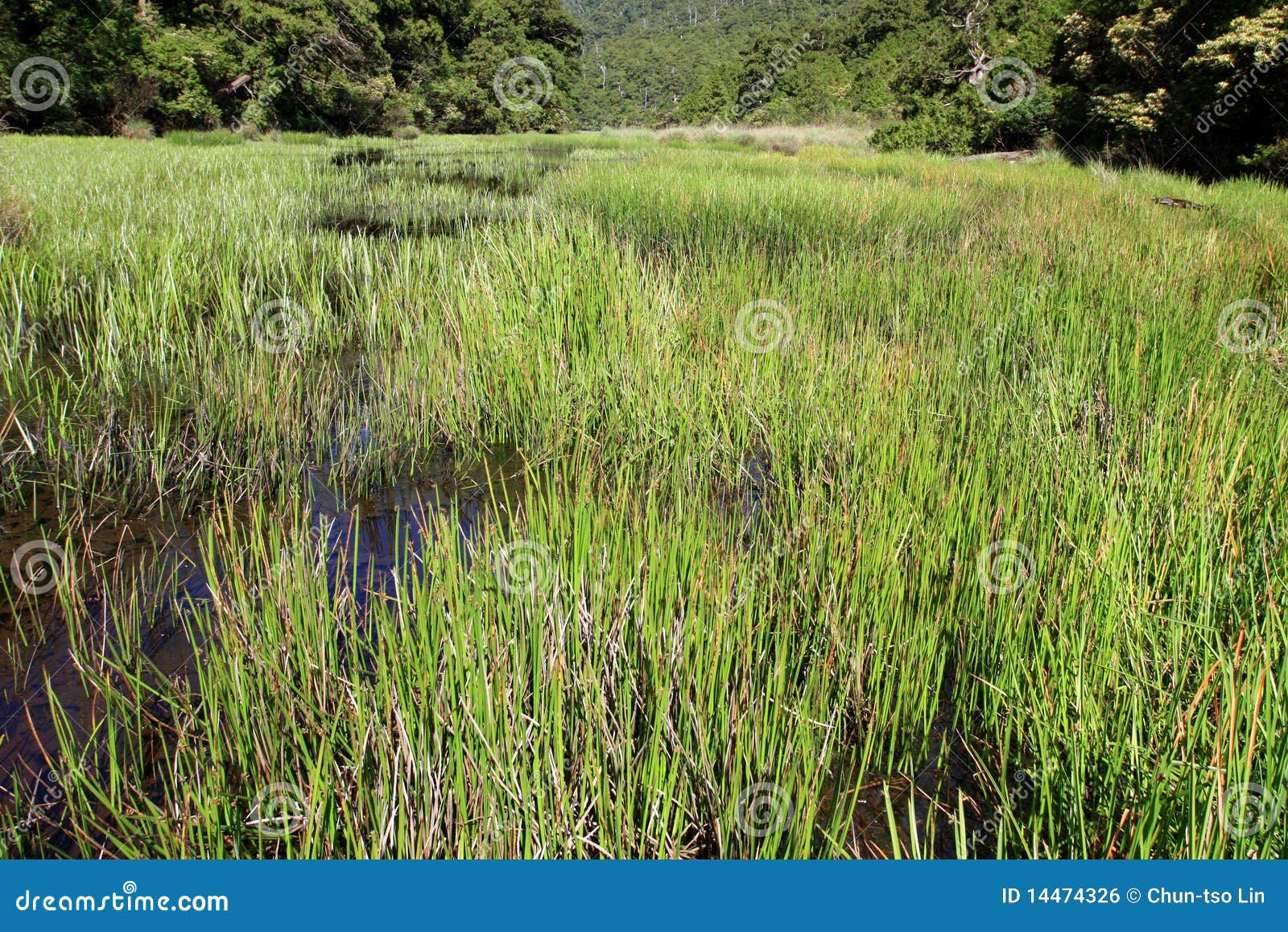 Green marsh stock photo. Image of reflection, spring - 14474326