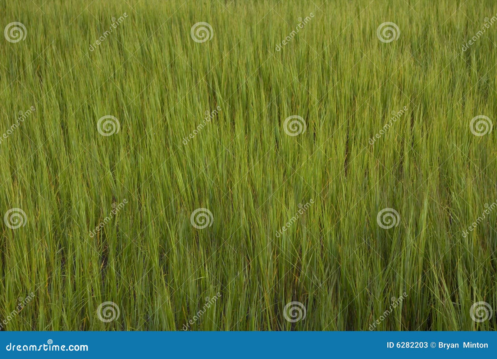 Green Marsh stock image. Image of tall, marsh, wetlands - 6282203