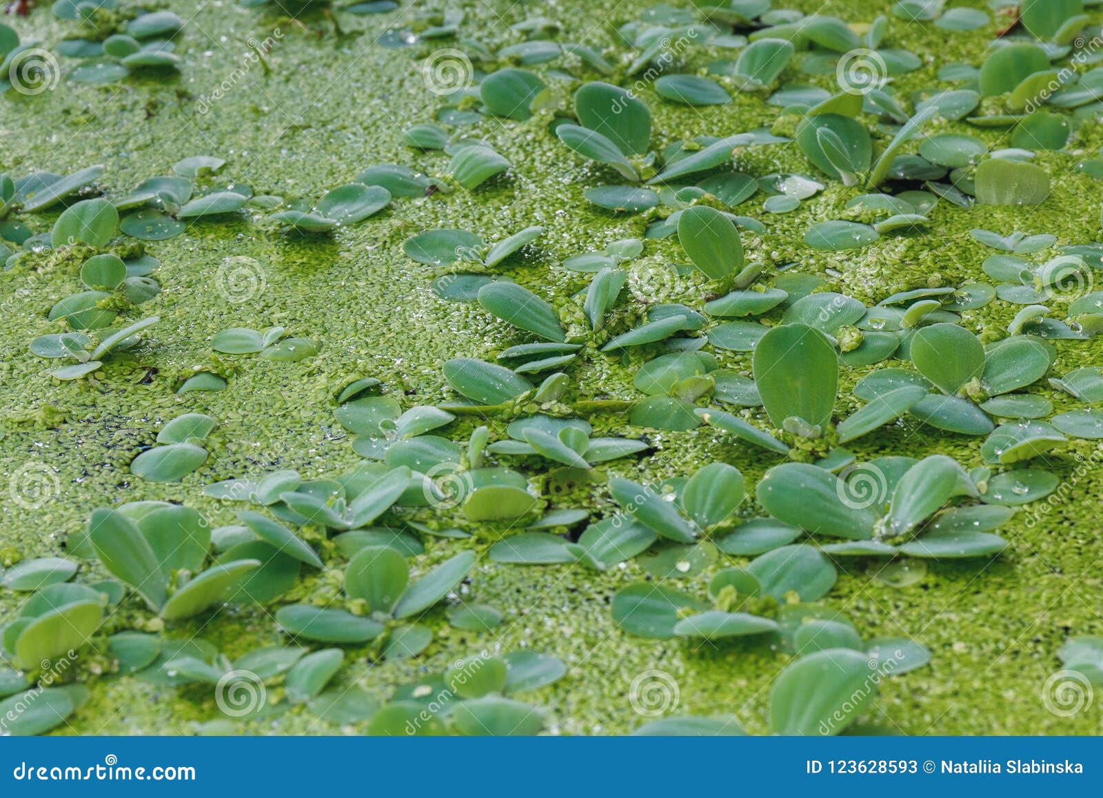 Green Marsh Duckweed on the Water Surface Background or Texture. Stock ...