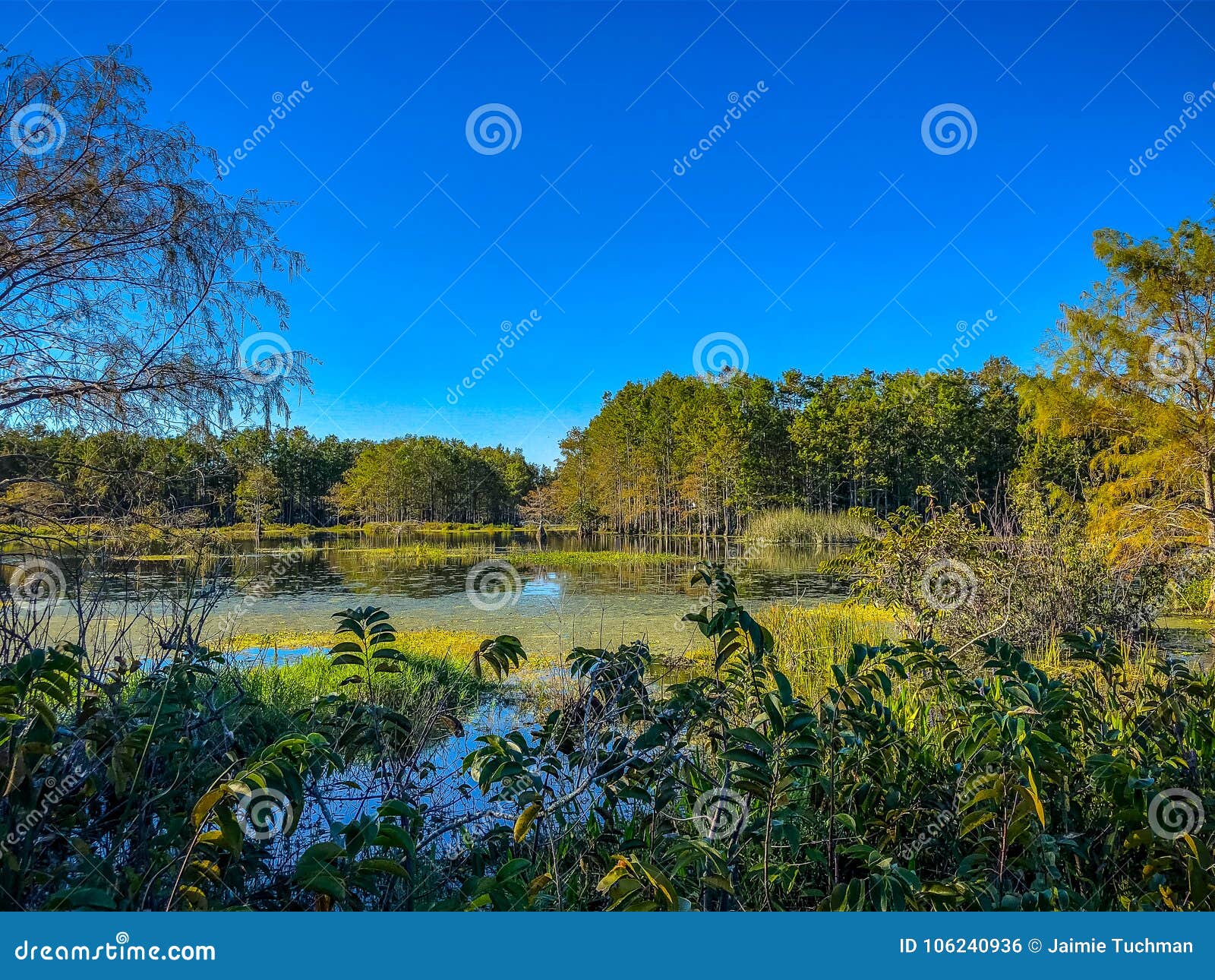 Green marsh landscape stock photo. Image of everglades - 106240936