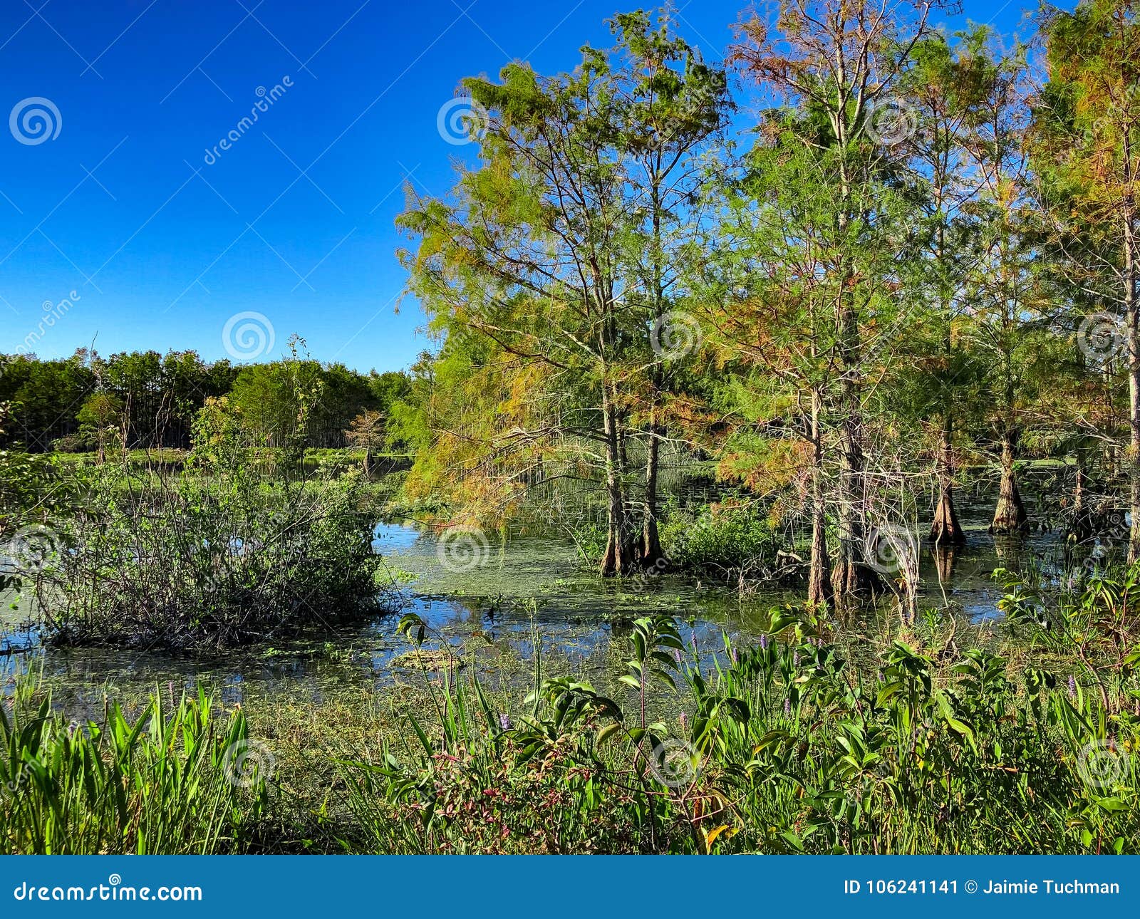 Green marsh landscape stock image. Image of autumnal - 106241141