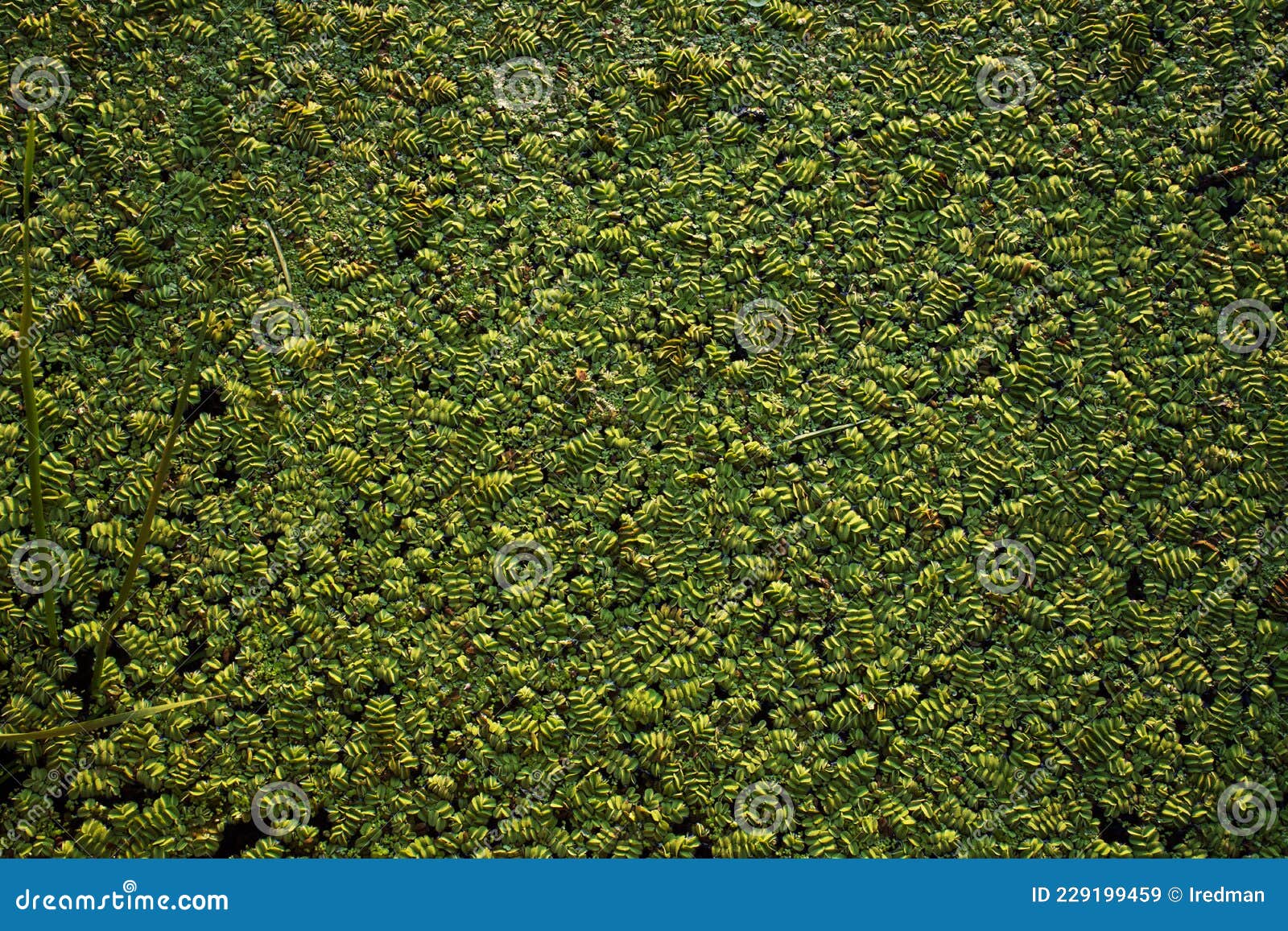 Green marsh surface stock image. Image of nature, shoot - 229199459