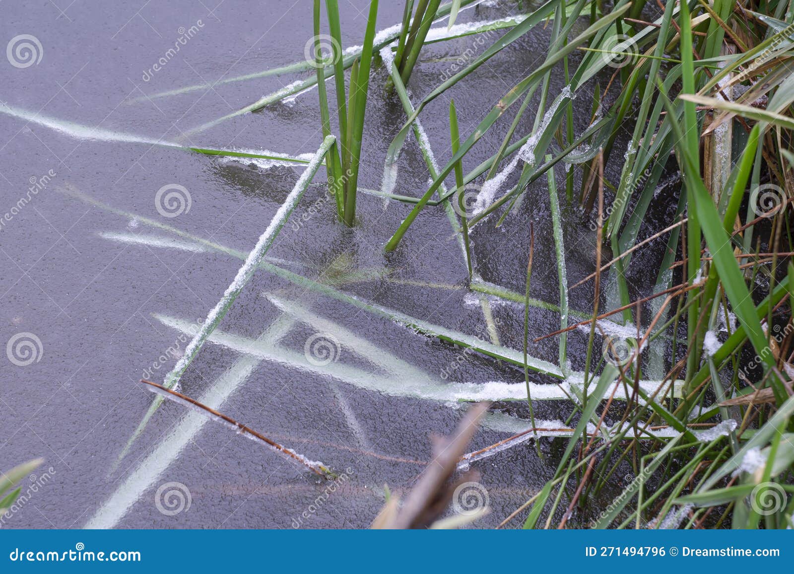 Grass in the snow. stock photo. Image of beautiful, river - 271494796