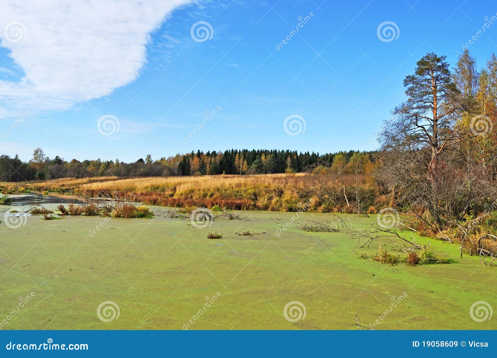 Green Marshy Lake in Forest Stock Image - Image of lake, russia: 19058609