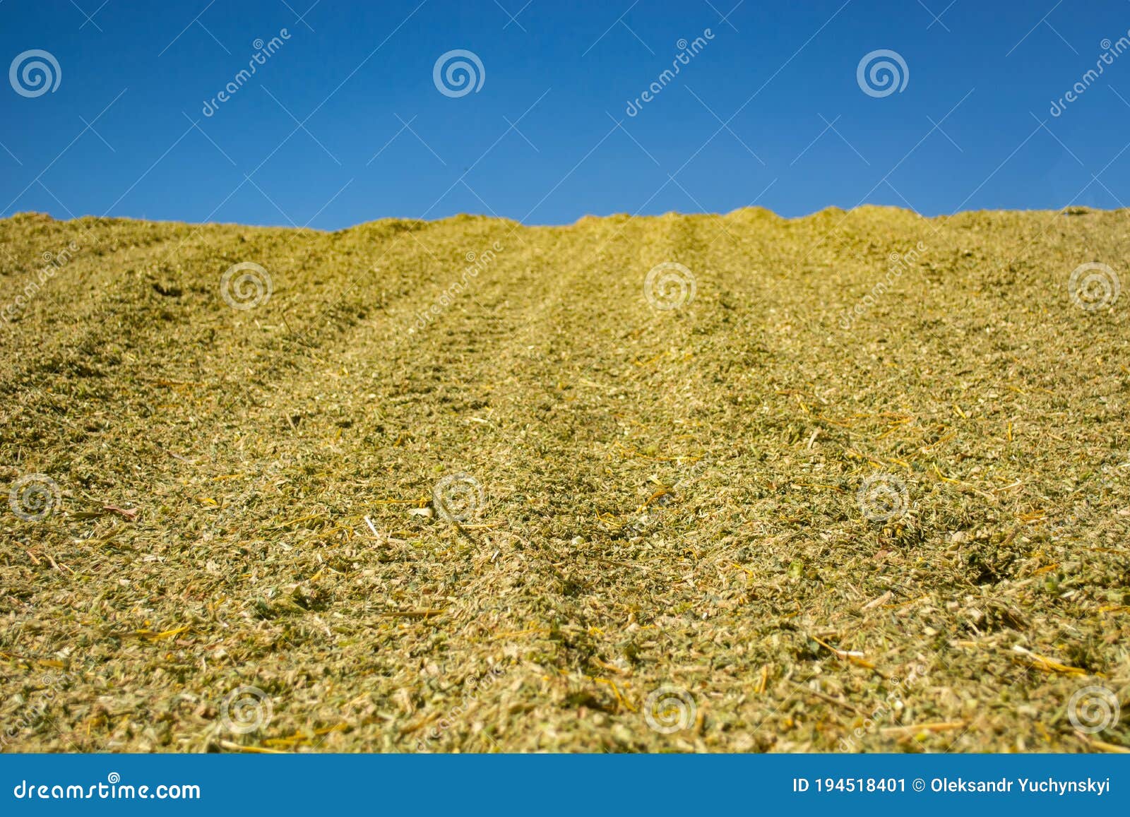 Green Mass of Corn Silage during Placement in the Pit Stock Image ...