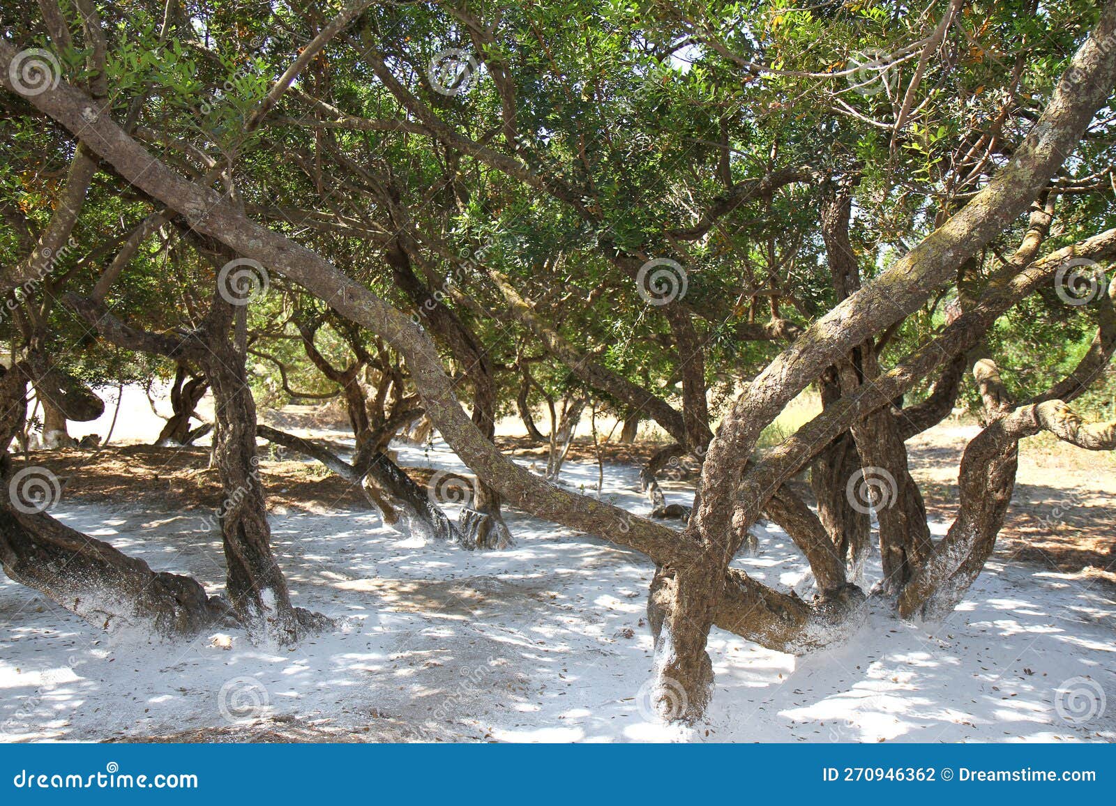 Green Mastic Trees Growing in Chios, Greece Stock Photo - Image of leaf ...